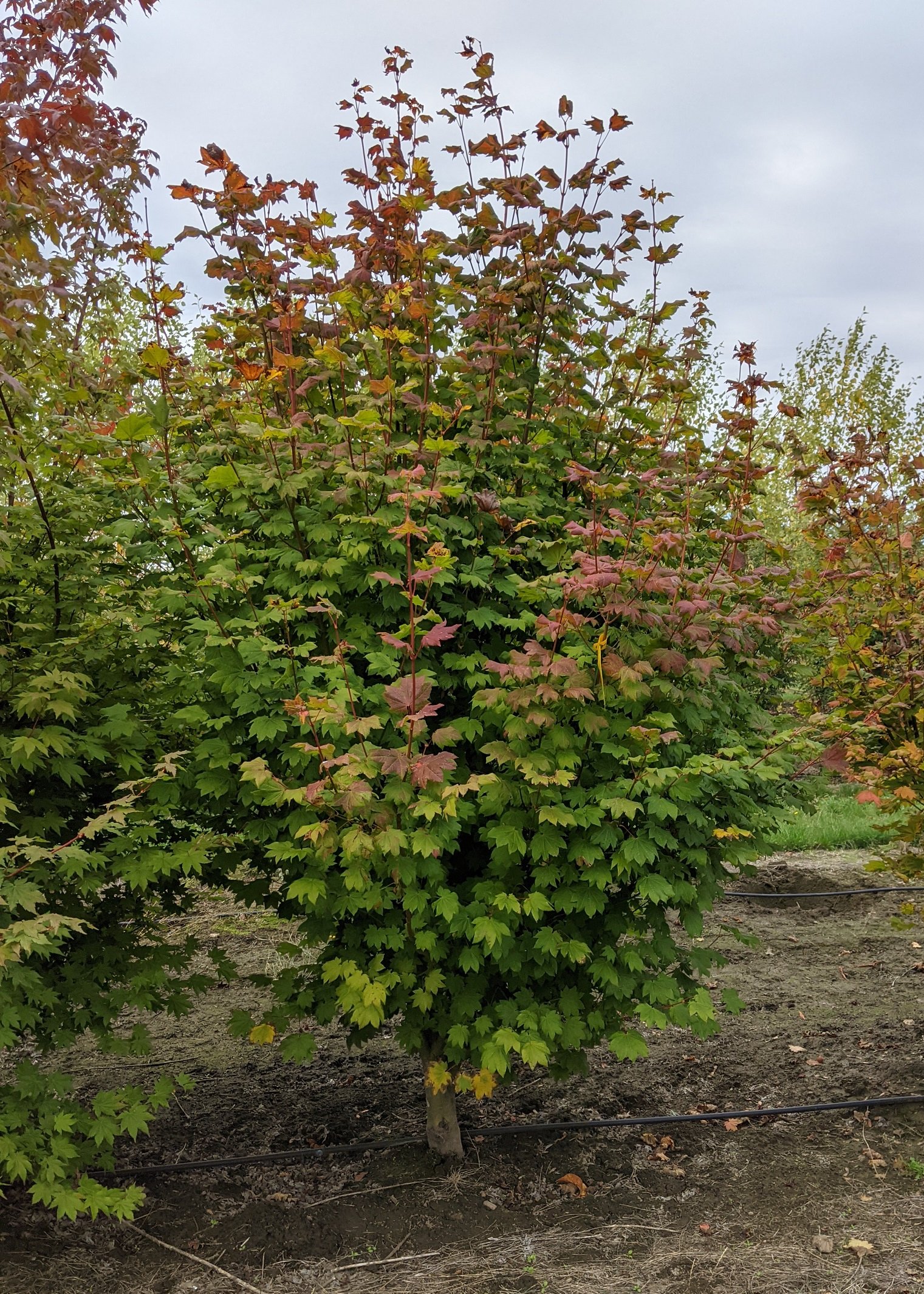 Vine Maple | Acer circinatum — Northwest Shade Trees