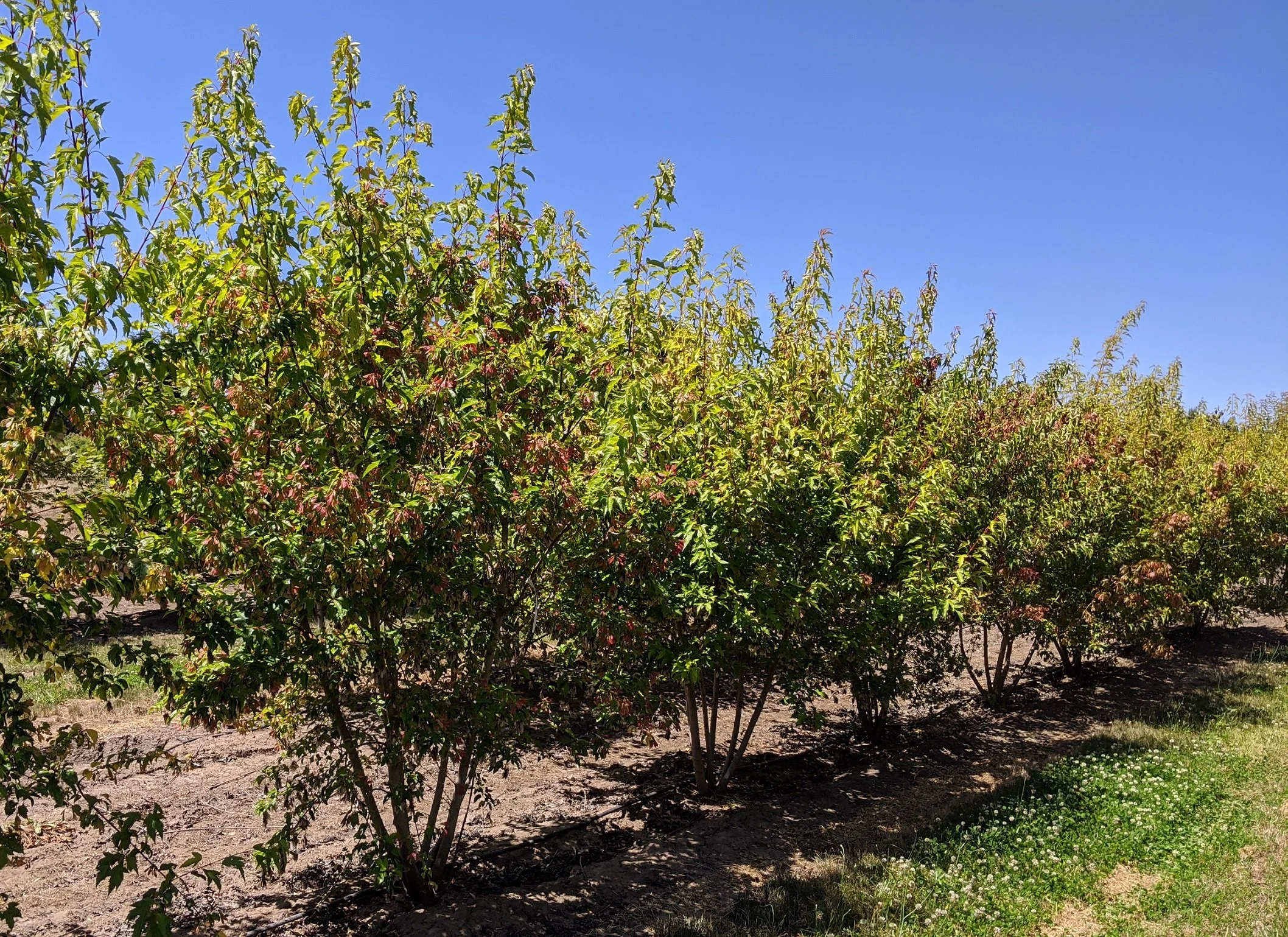 Flame Maple | Acer ginnala 'Flame' — Northwest Shade Trees