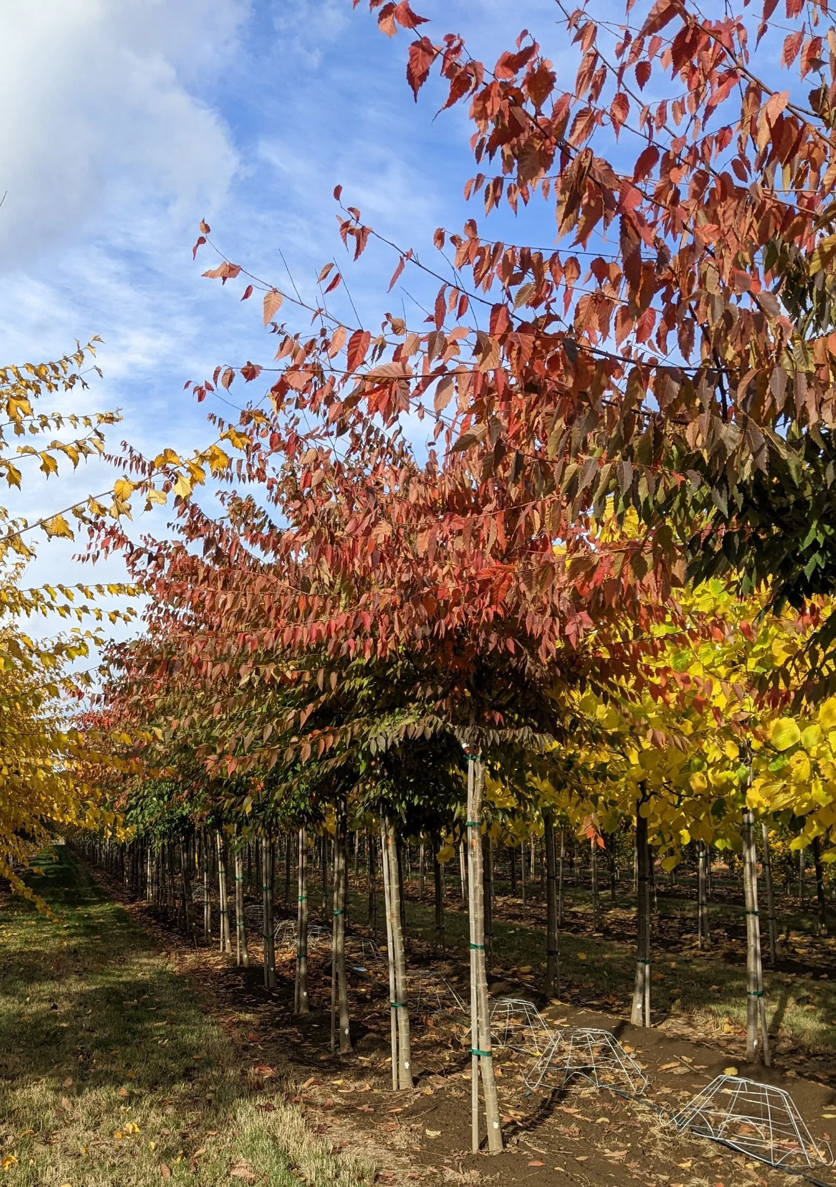 Wireless® Zelkova | Zelkova serrata 'Schmidtlow' — Northwest Shade Trees