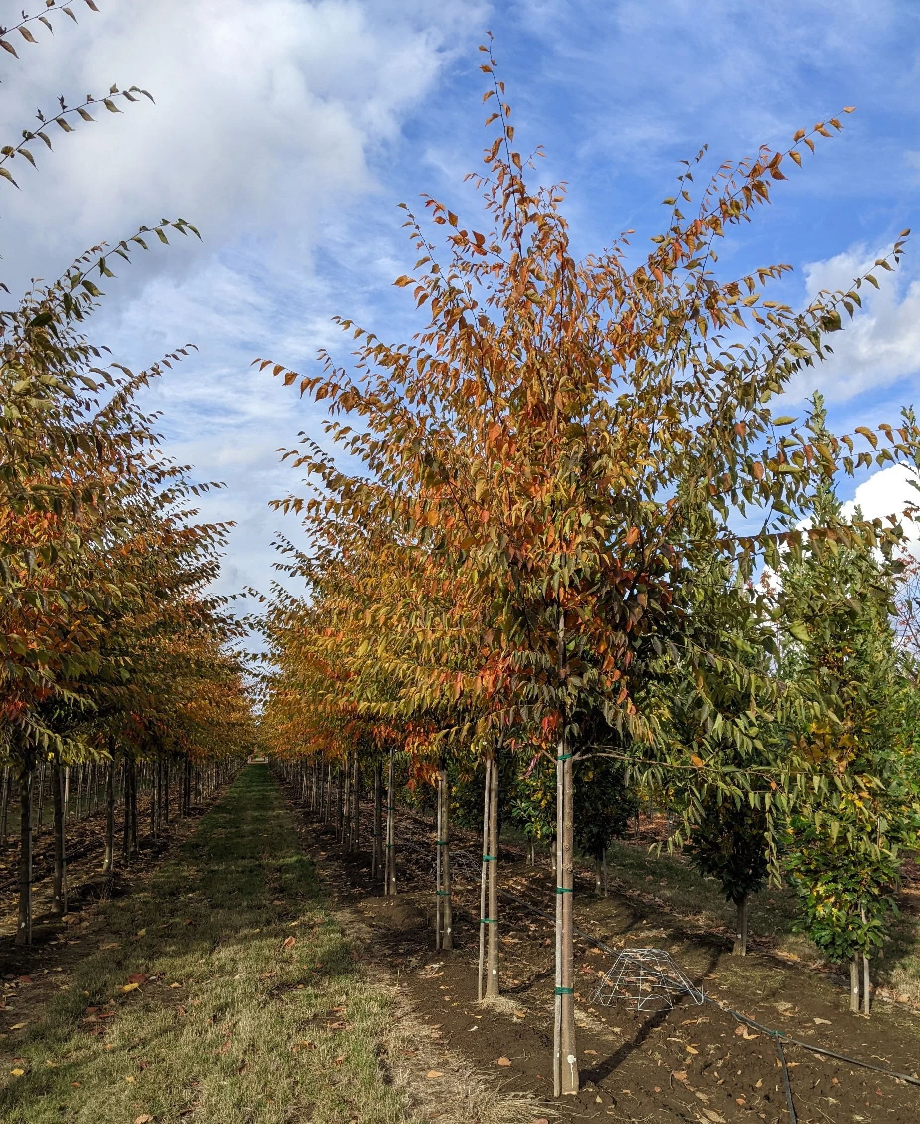 Zelkova serrata Green Vase® | Japanese Zelkova 'Green Vase' — Northwest ...