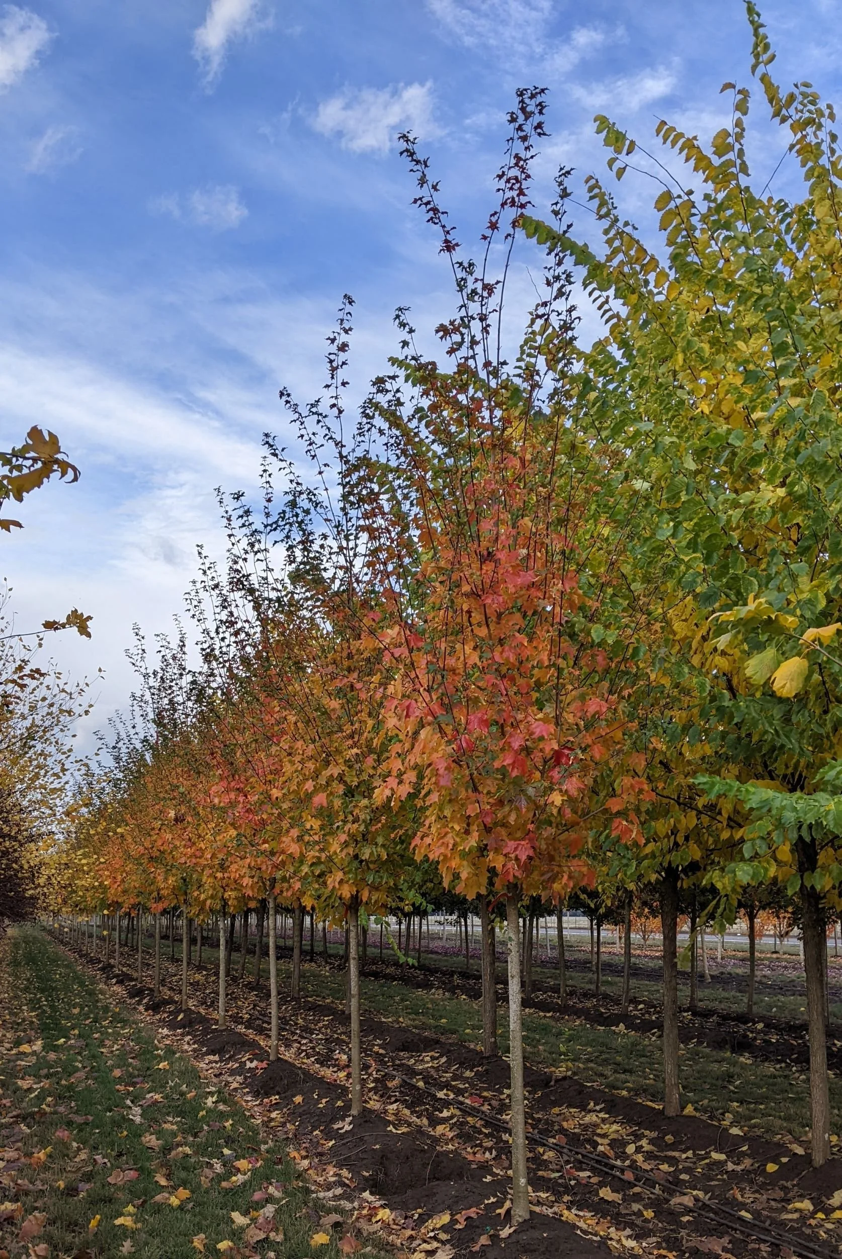 Acer grandidentatum Highland Park® | Bigtooth Maple 'Hipazam' — Northwest Shade Trees