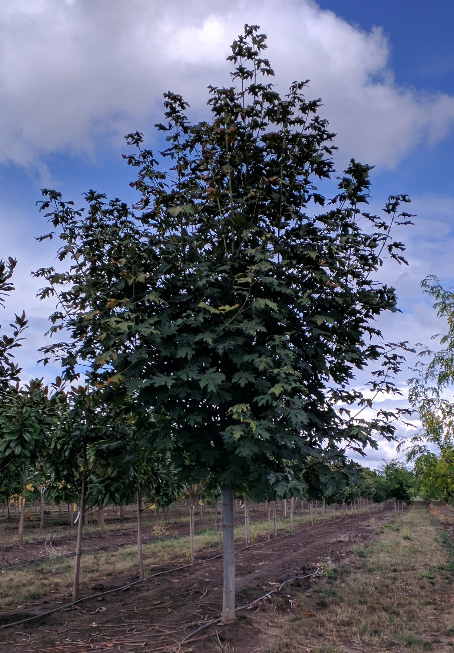 Acer macrophyllum | Bigleaf Maple — Northwest Shade Trees
