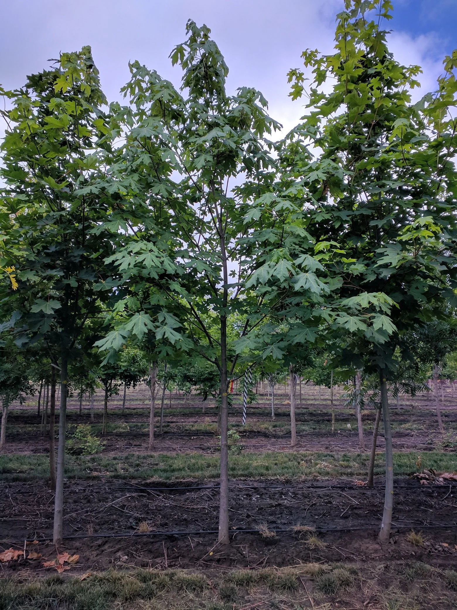 Acer macrophyllum | Bigleaf Maple — Northwest Shade Trees