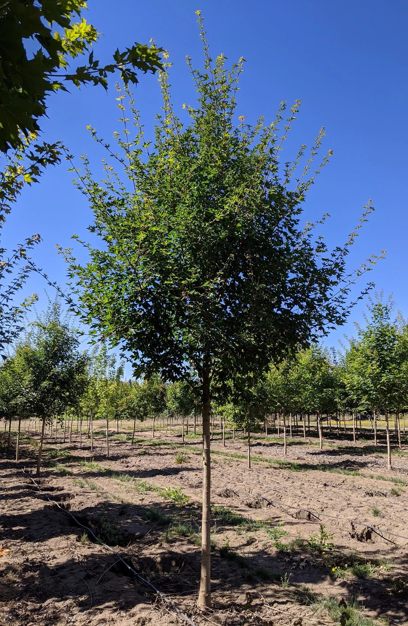 Rugged Ridge® Maple | Acer miyabei 'JFS-KW3AMI' — Northwest Shade Trees