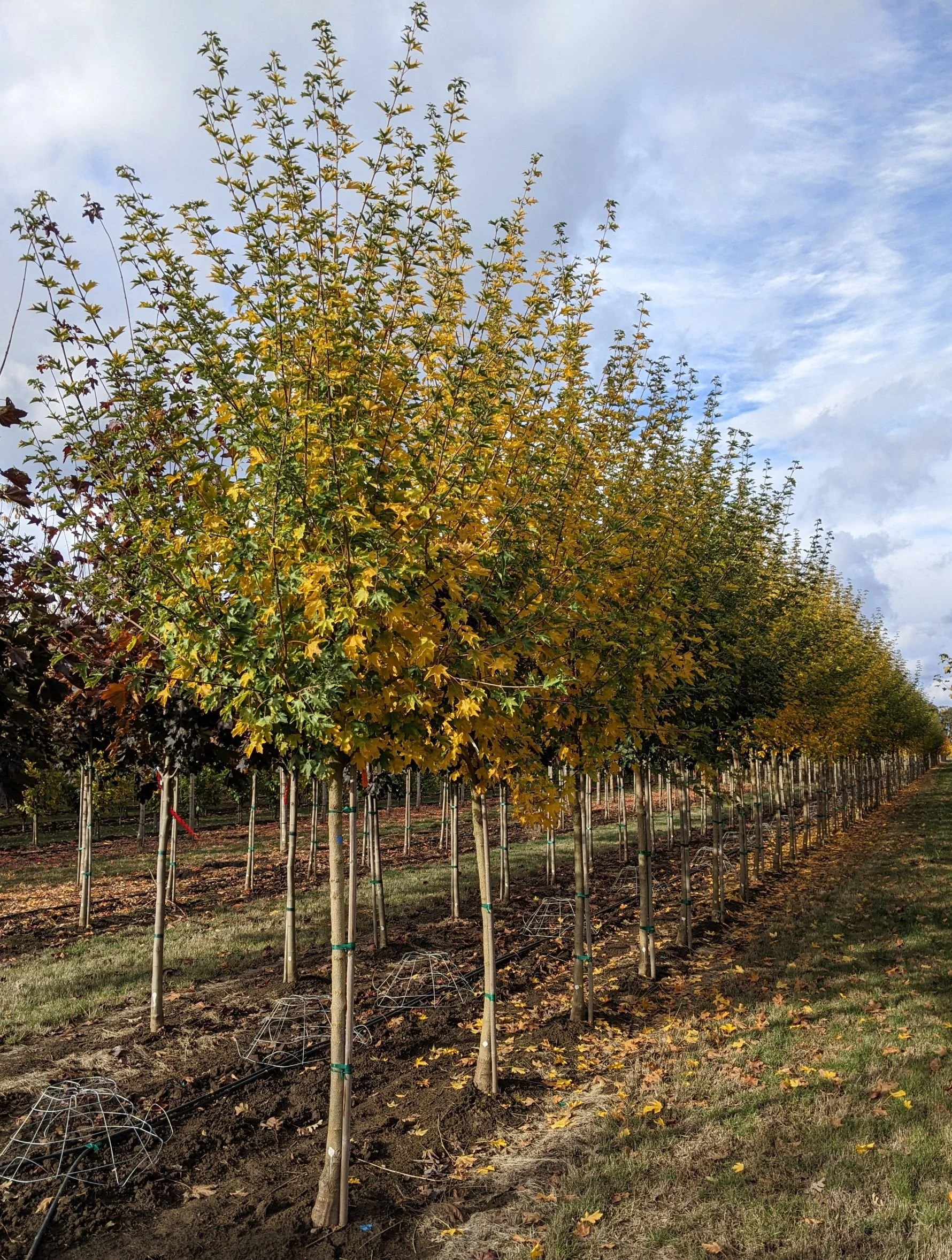 Rugged Ridge® Maple | Acer miyabei 'JFS-KW3AMI' — Northwest Shade Trees