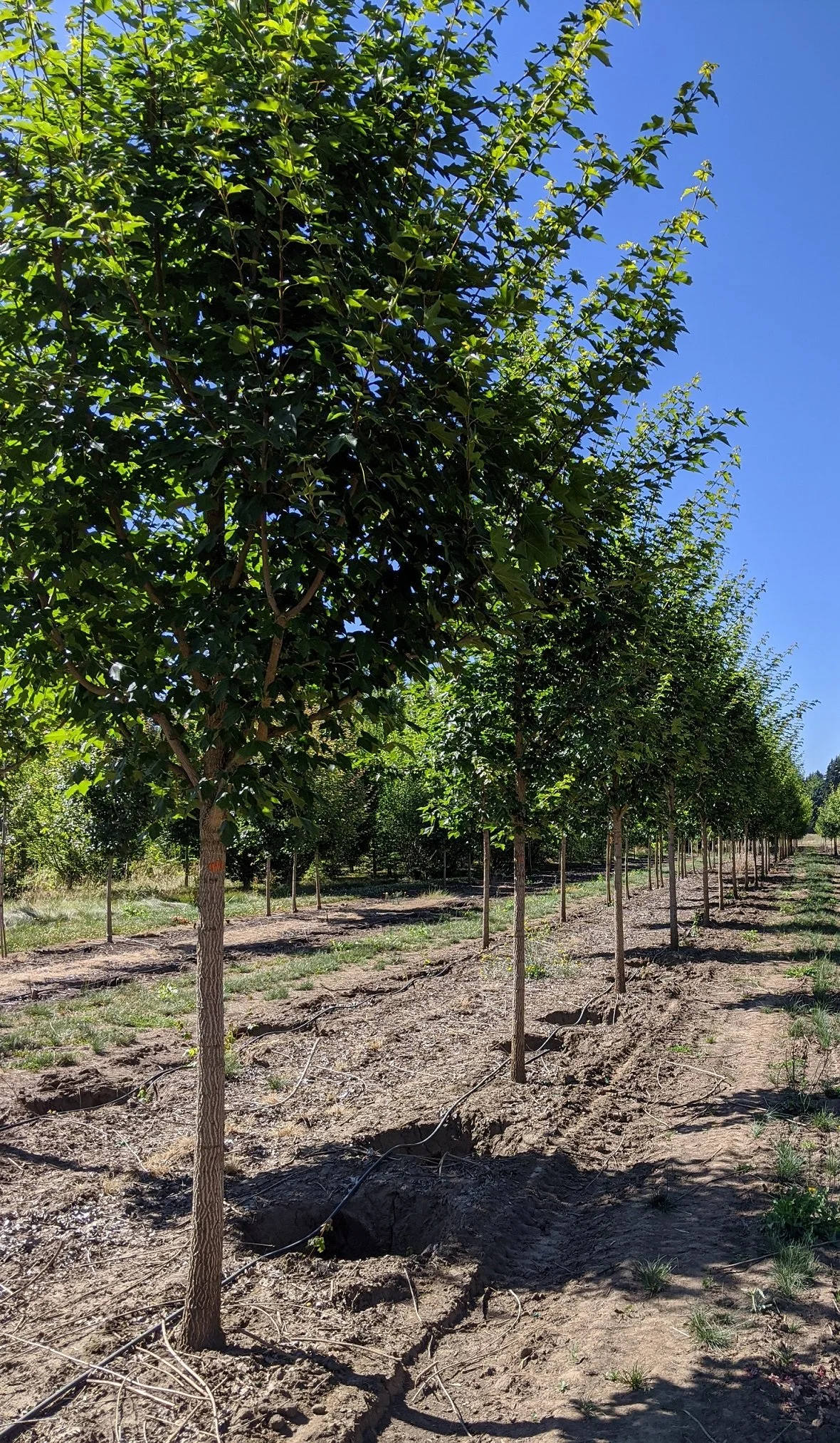 State Street® Maple | Acer miyabei 'Morton' — Northwest Shade Trees