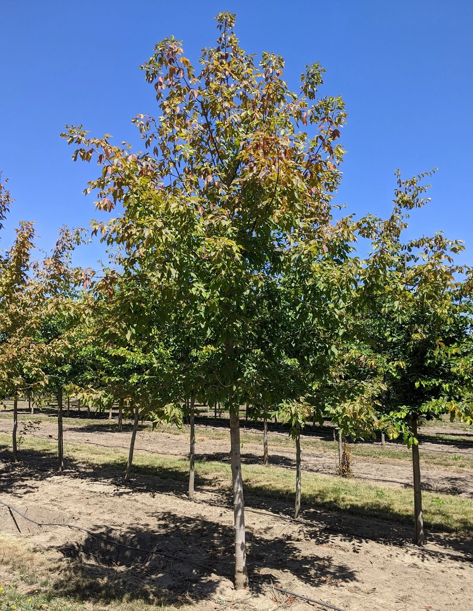 Acer negundo 'Sensation' | Box Elder 'Sensation' — Northwest Shade Trees