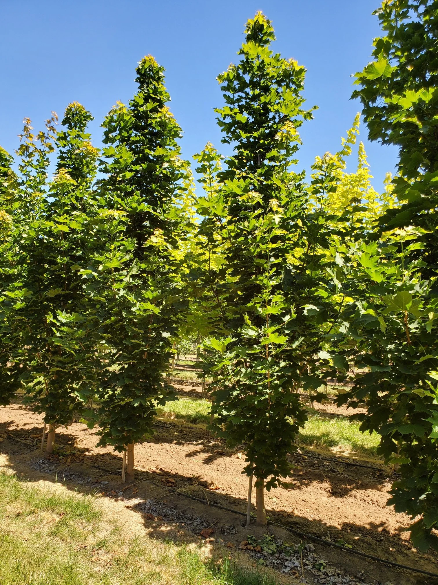 Acer platanoides 'Columnare' | Norway Maple 'Columnare' — Northwest ...