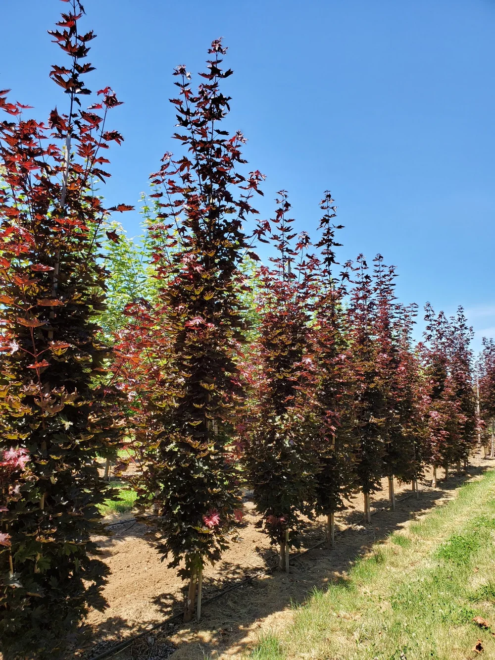 Crimson Sentry Acer