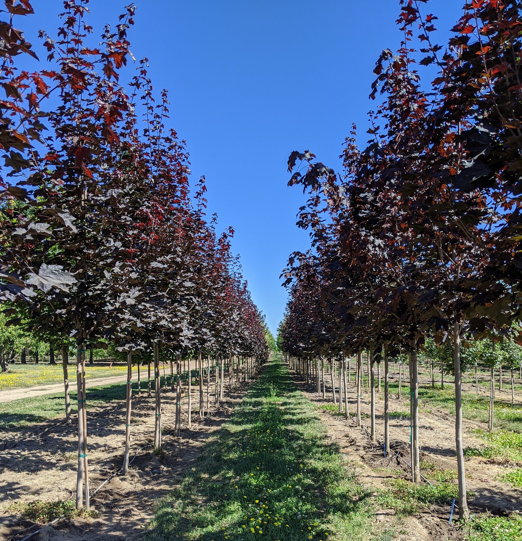 Royal Red Maple | Acer platanoides 'Royal Red' — Northwest Shade Trees