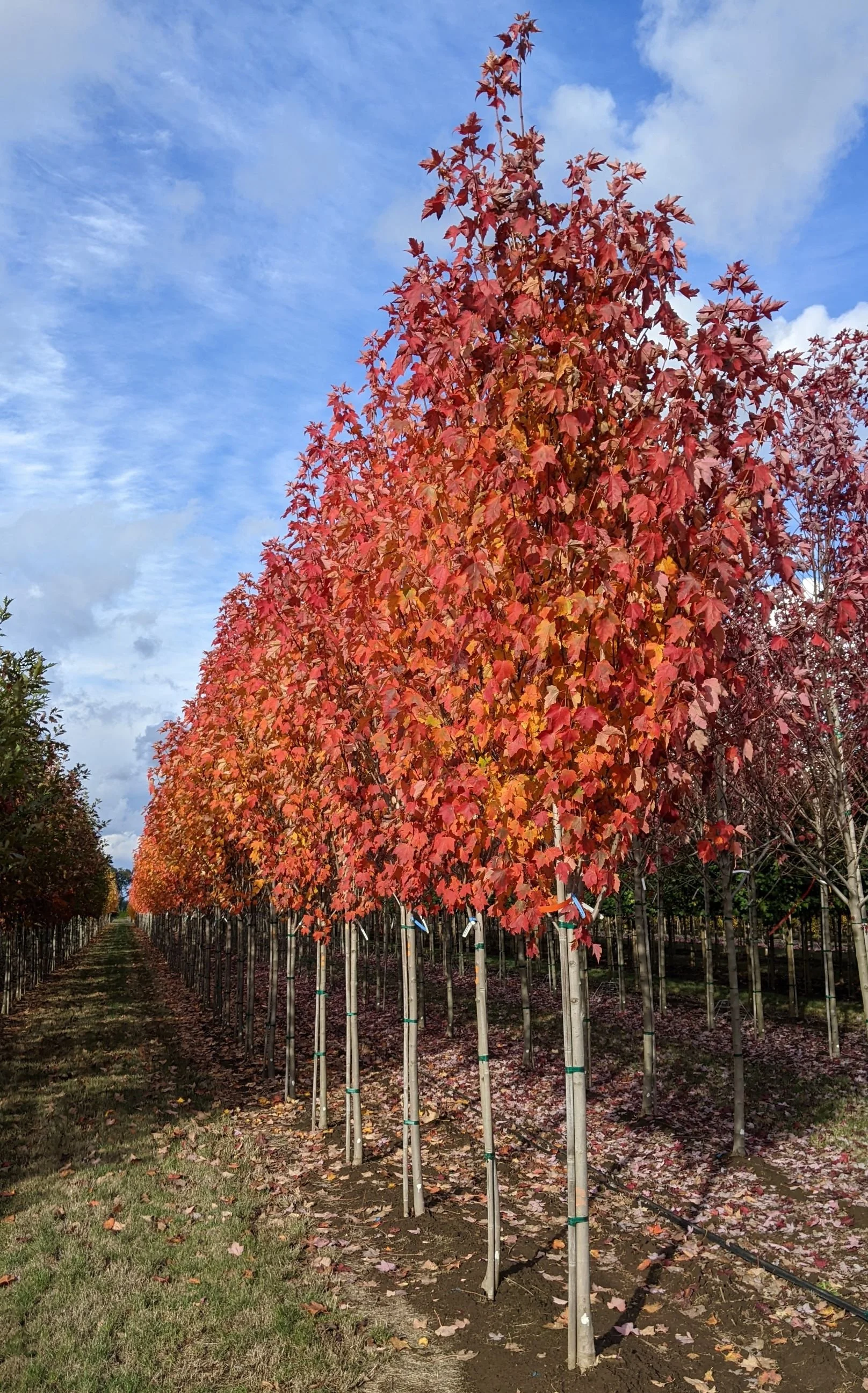 Acer rubrum 'Bowhall' | Red Maple 'Bowhall' — Northwest Shade Trees