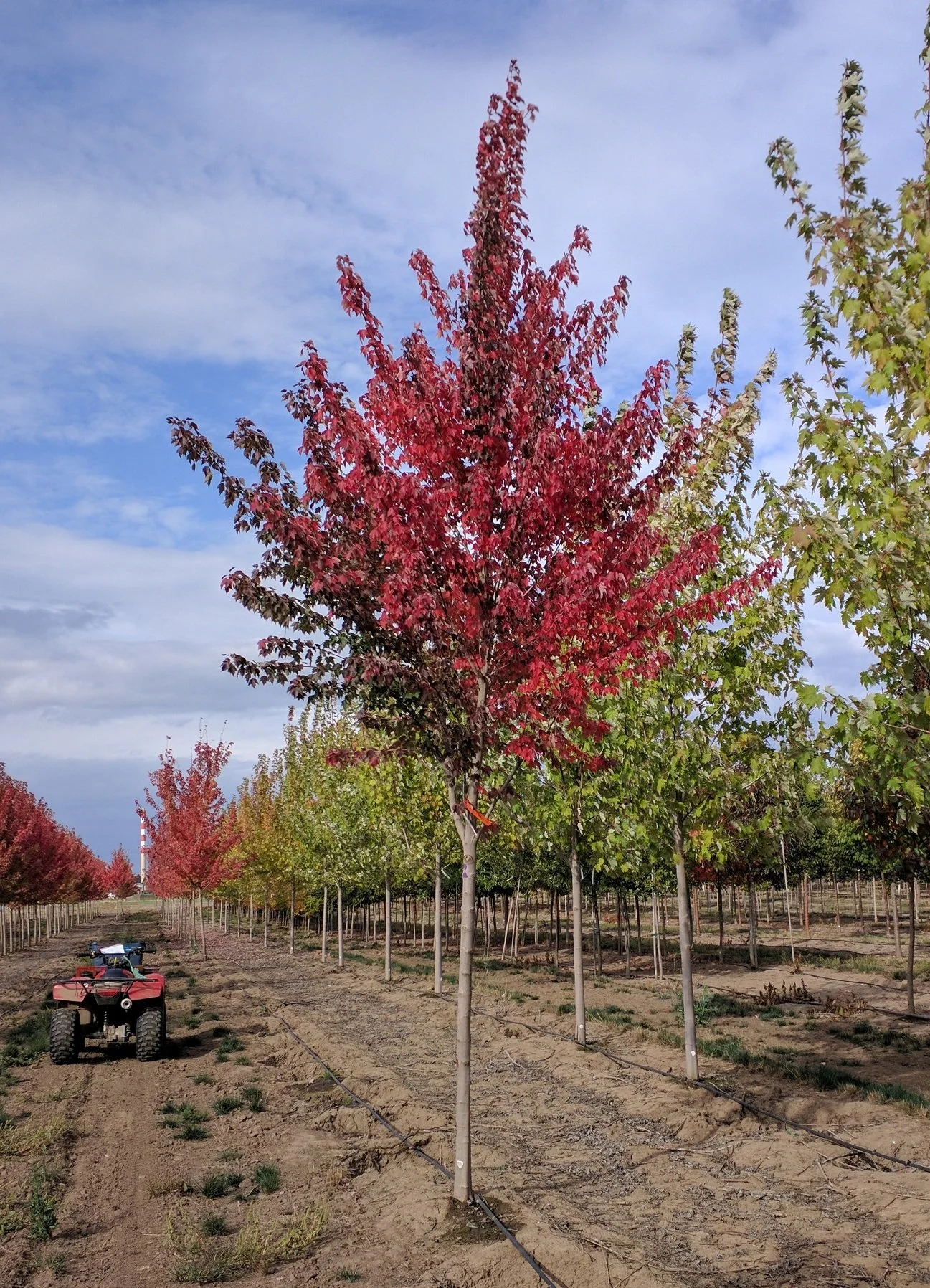 Sun Valley Maple | Acer rubrum 'Sun Valley' — Northwest Shade Trees