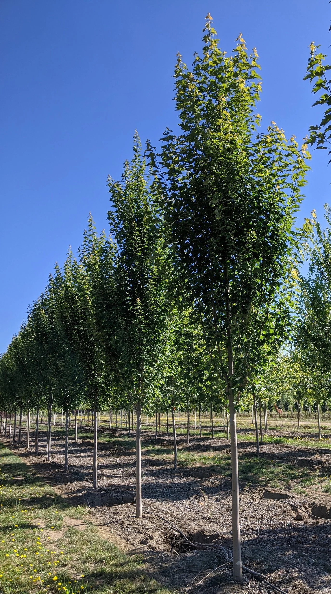 Armstrong Gold® Maple | Acer rubrum 'JFS-KW78' — Northwest Shade Trees