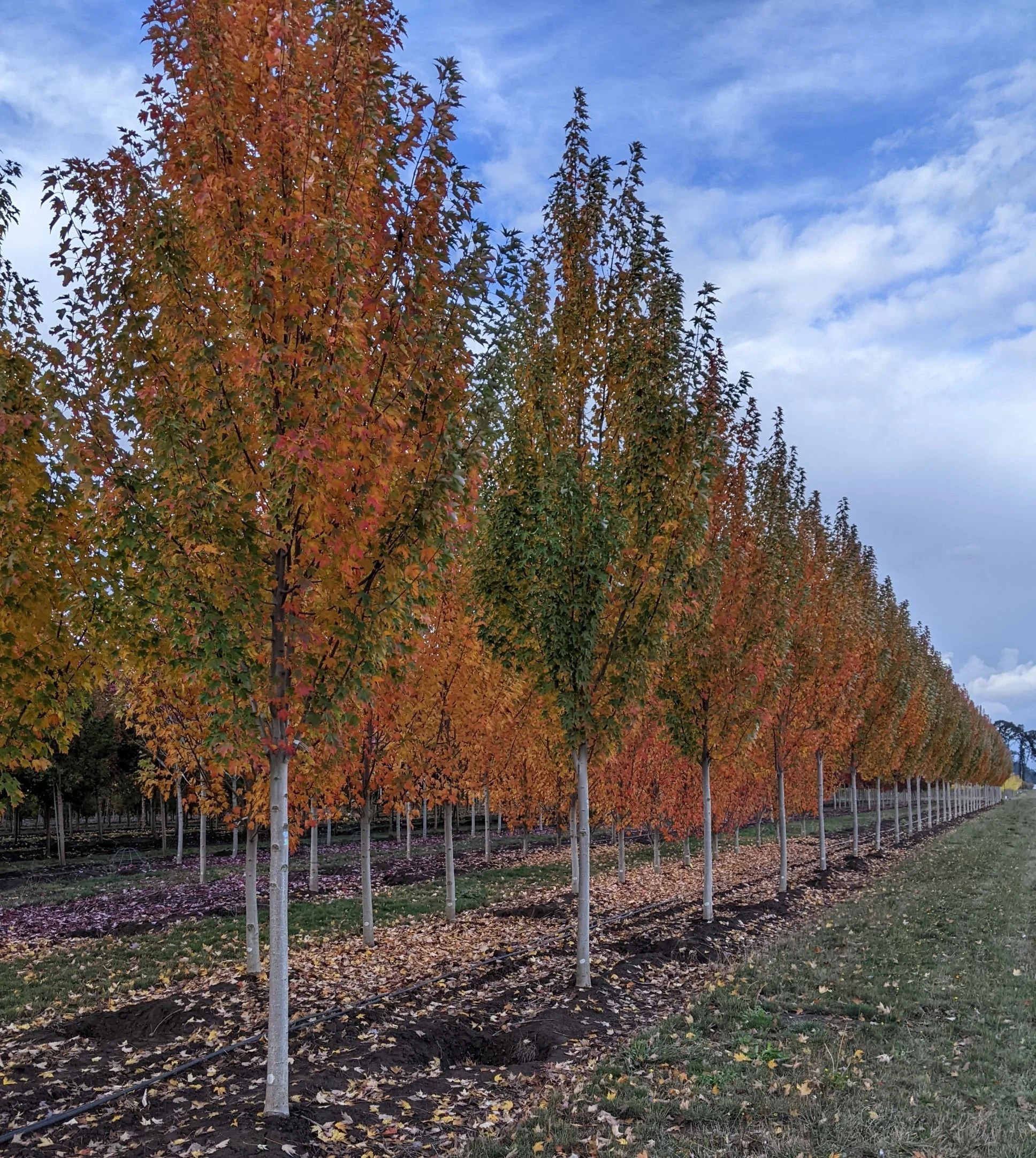 Armstrong Gold® Maple | Acer rubrum 'JFS-KW78' — Northwest Shade Trees
