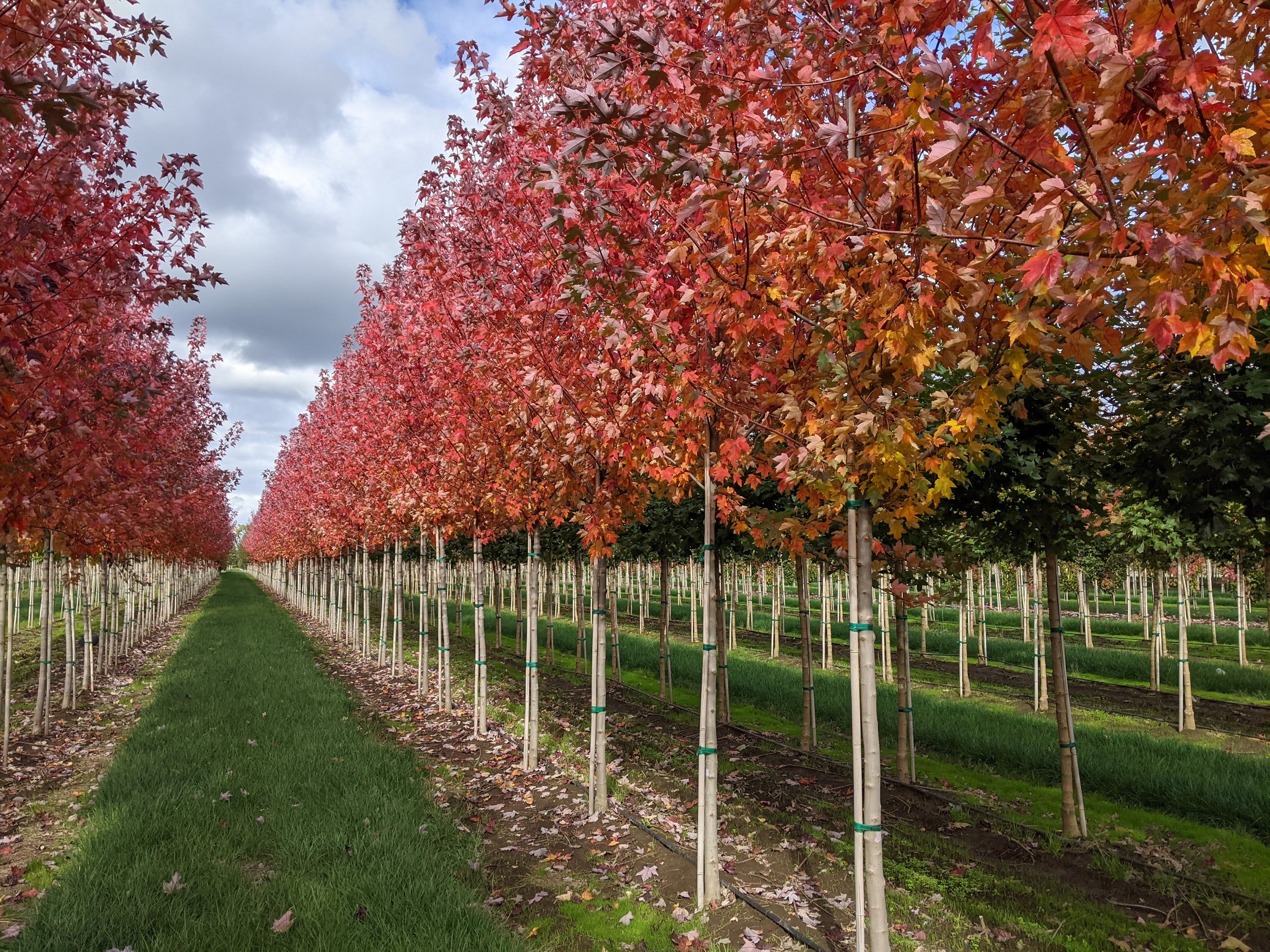 Redpointe® Maple | Acer rubrum 'Frank Jr.' — Northwest Shade Trees