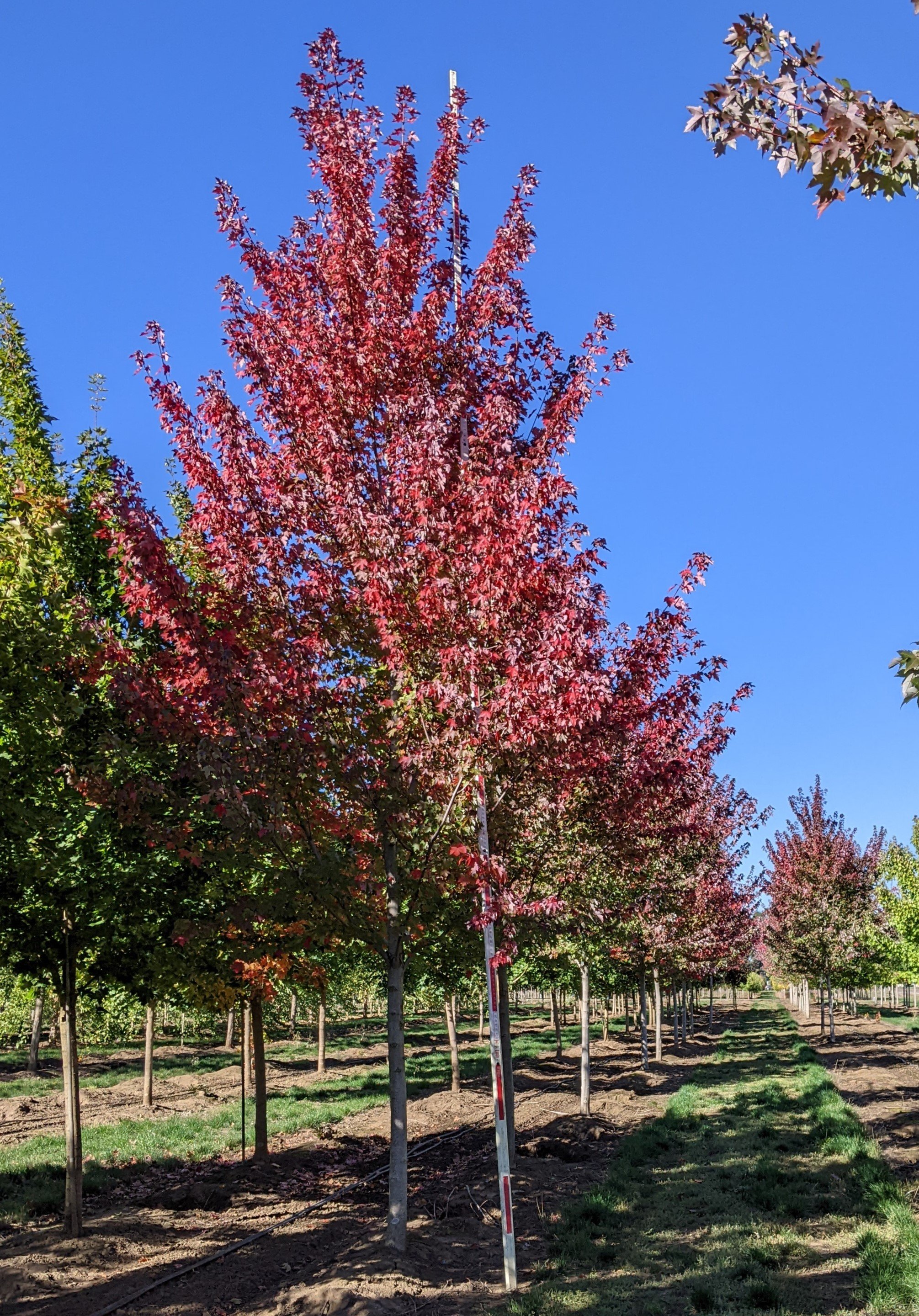 Acer rubrum Redpointe® | Red Maple 'Frank Jr' PP16769 — Northwest Shade ...