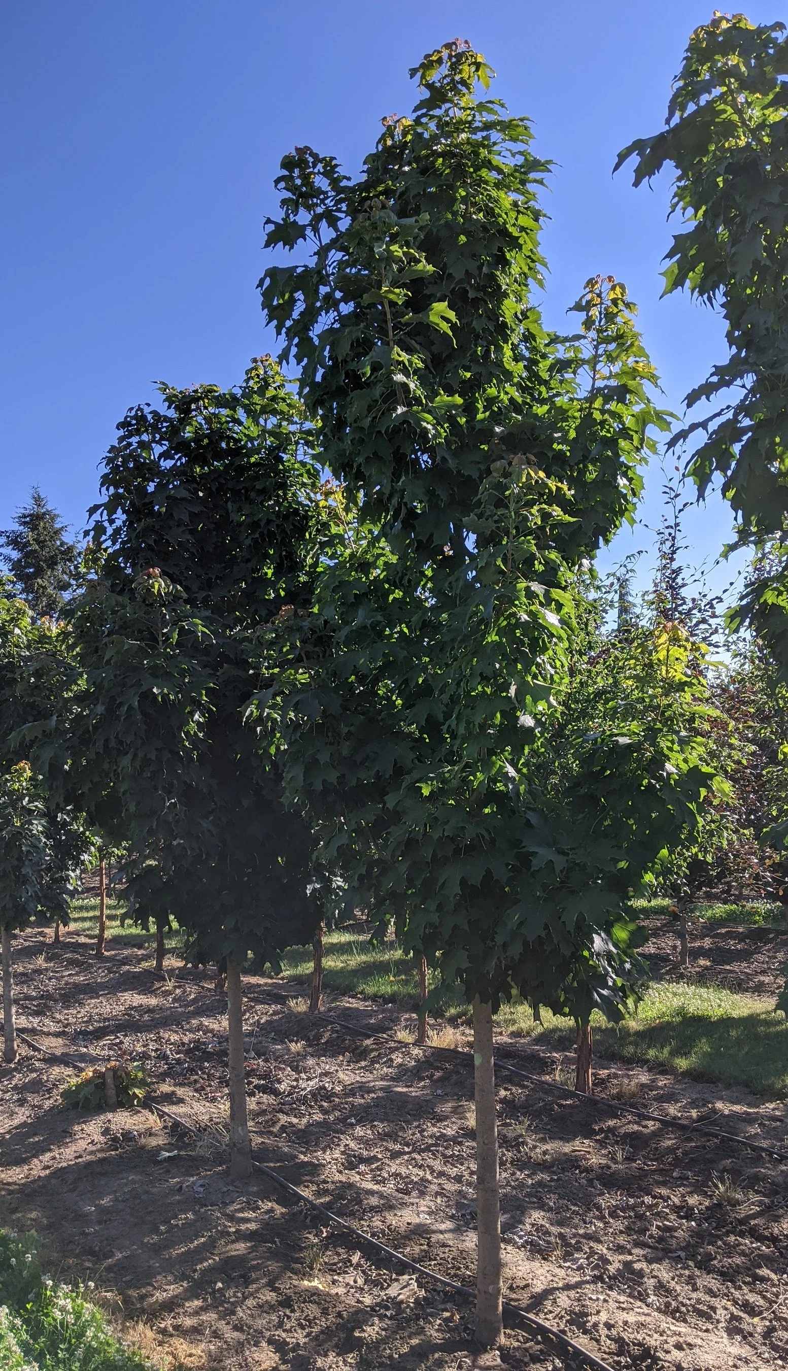 Acer saccharum Apollo® | Sugar Maple 'Barrett Cole' — Northwest Shade Trees