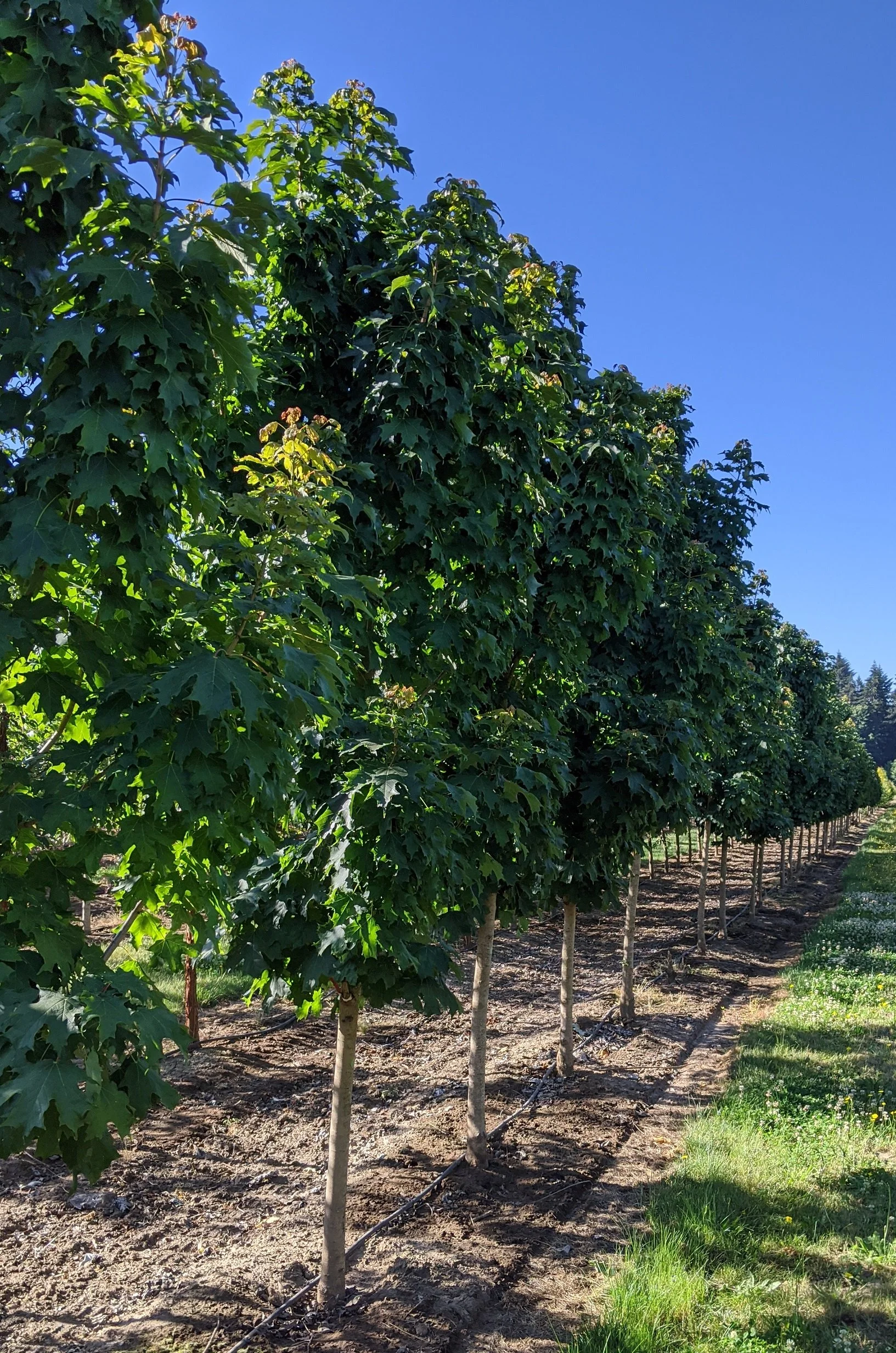 Acer saccharum Apollo® | Sugar Maple 'Barrett Cole' — Northwest Shade Trees