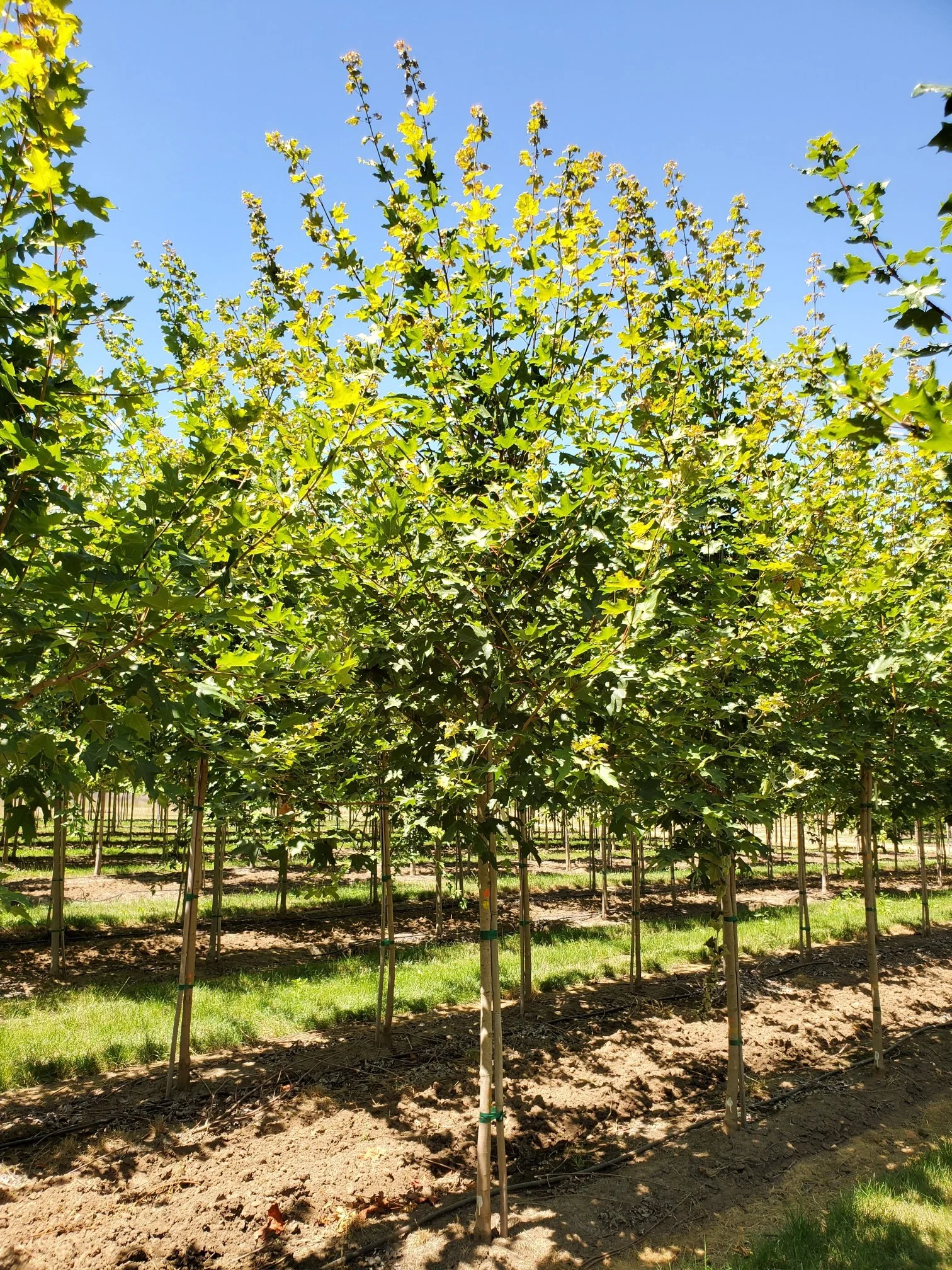 Flashfire® Maple | Acer saccharum 'JFS-Caddo2' — Northwest Shade Trees