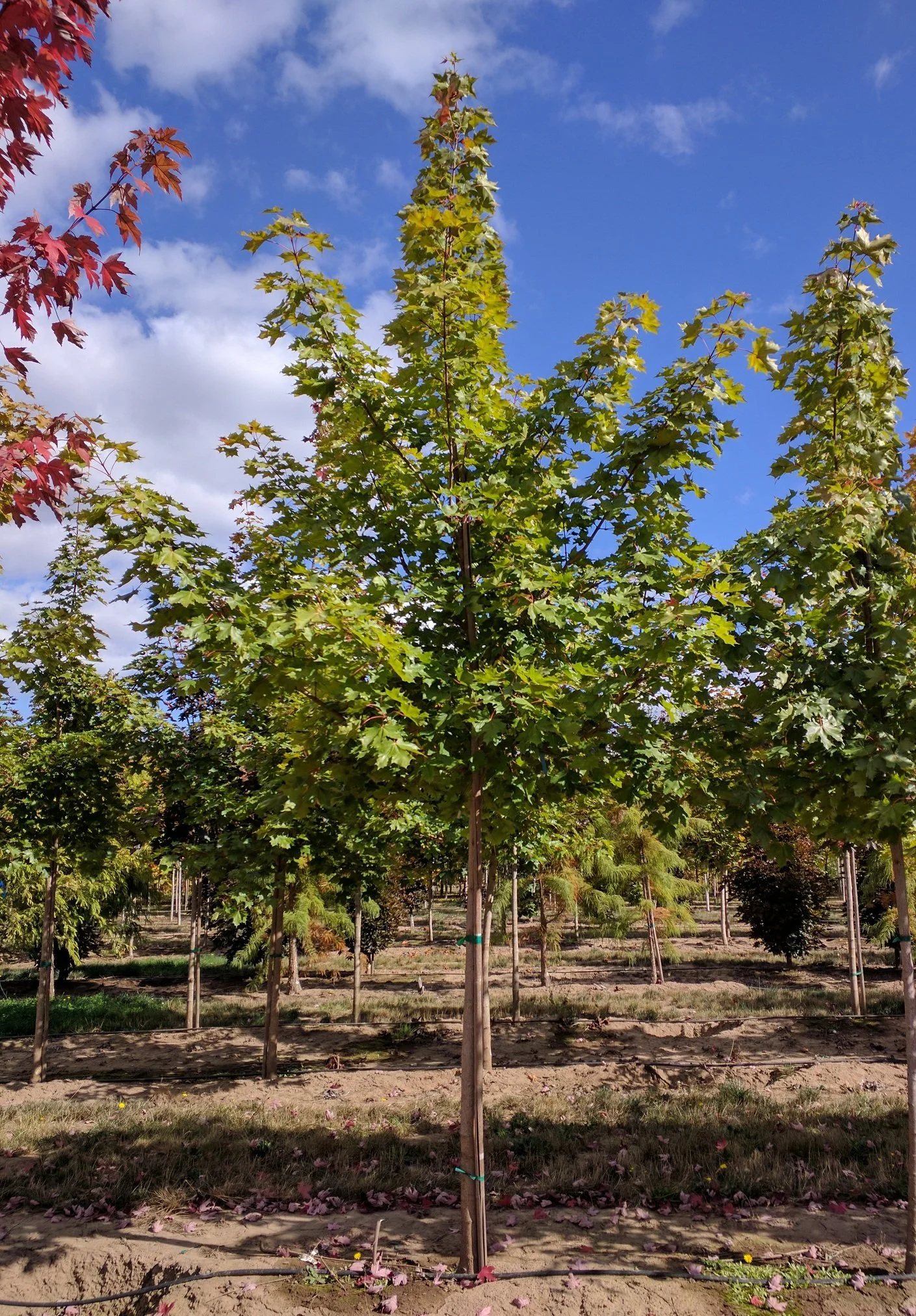 Pacific Sunset® Maple | Acer truncatum x platanoides 'Warrenred ...