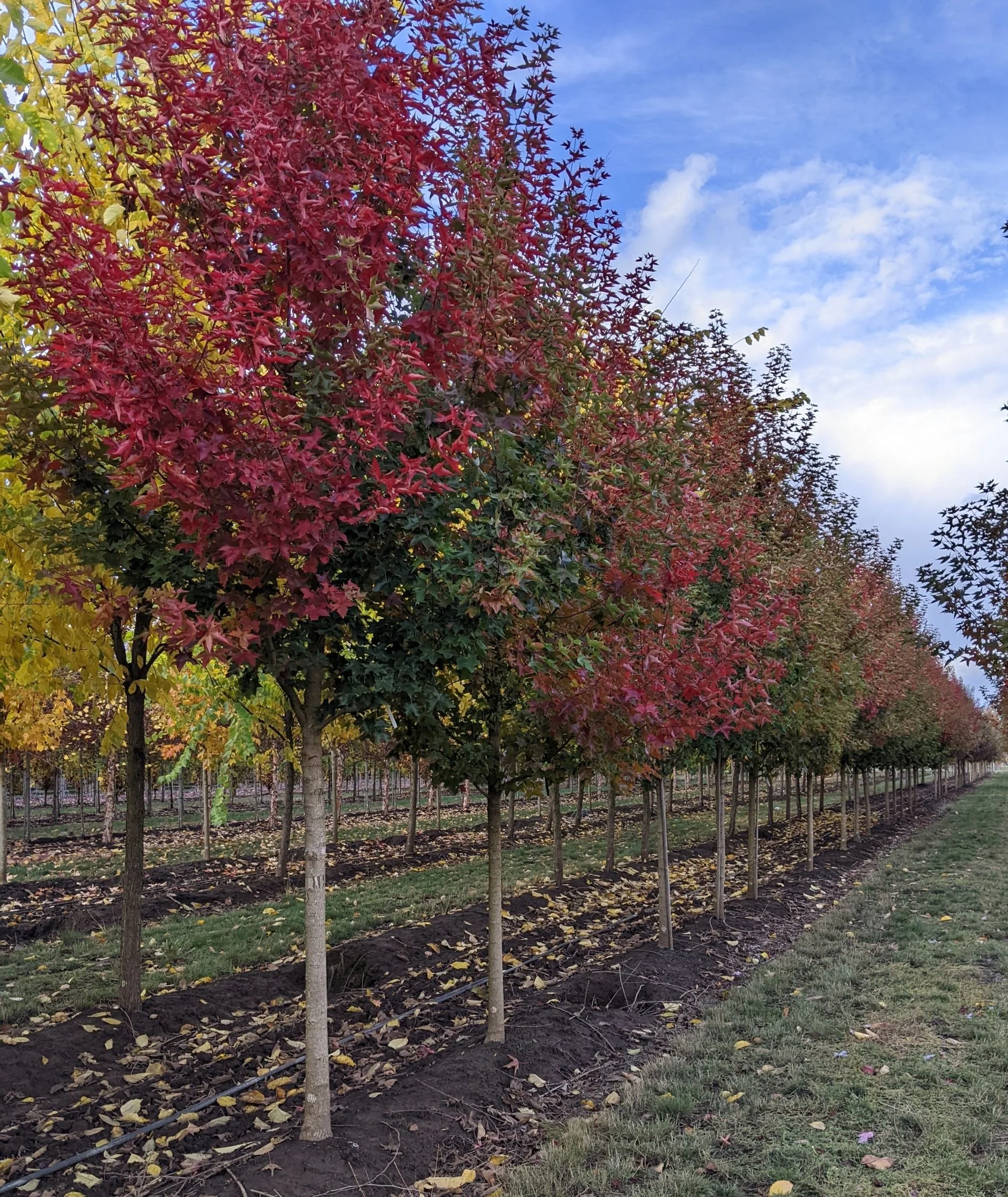 Ruby Sunset® Maple | Acer truncatum x platanoides 'JFS-KW249 ...
