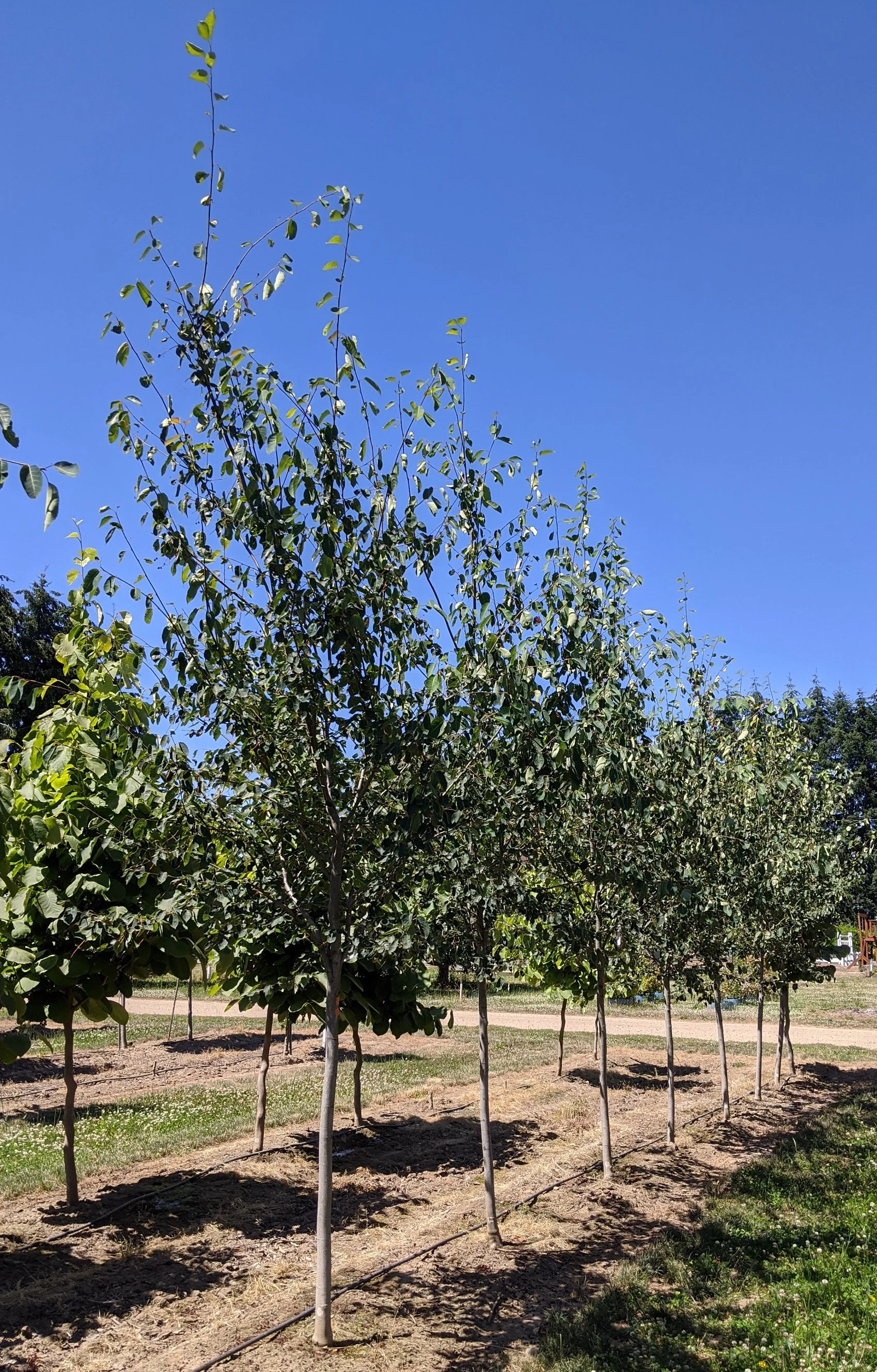 Amelanchier laevis Spring Flurry® | Allegheny Serviceberry 'JFS-Arb ...