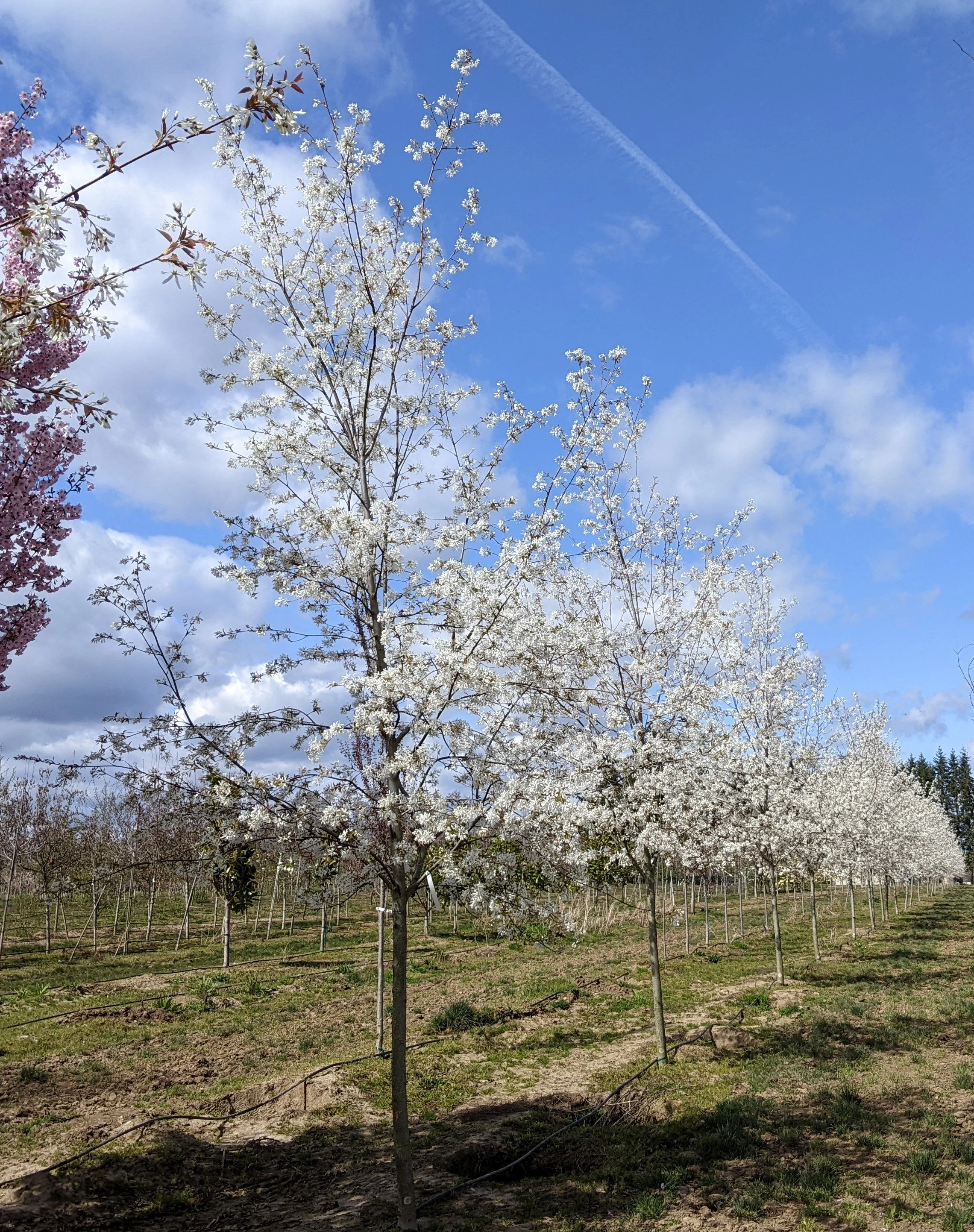 Amelanchier laevis Spring Flurry® | Allegheny Serviceberry 'JFS-Arb ...