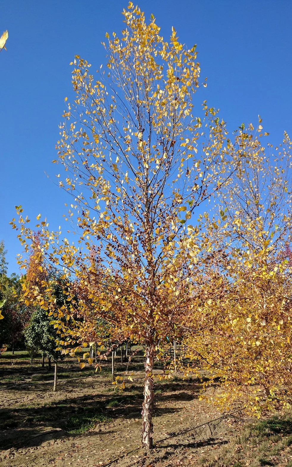 Heritage® Birch | Betula nigra 'Cully' — Northwest Shade Trees