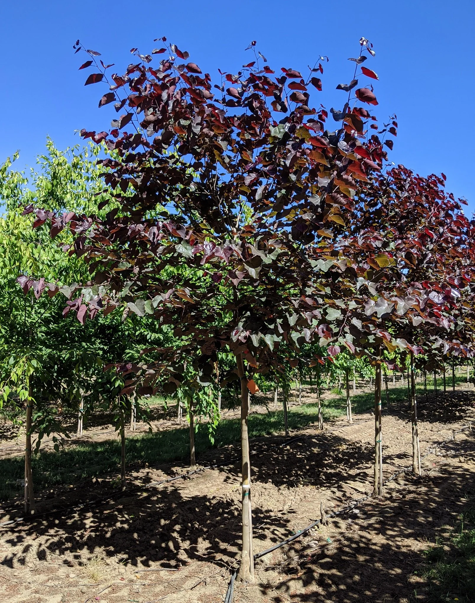 Cercis canadensis 'Merlot' | Eastern Redbud 'Merlot' PP22297 ...