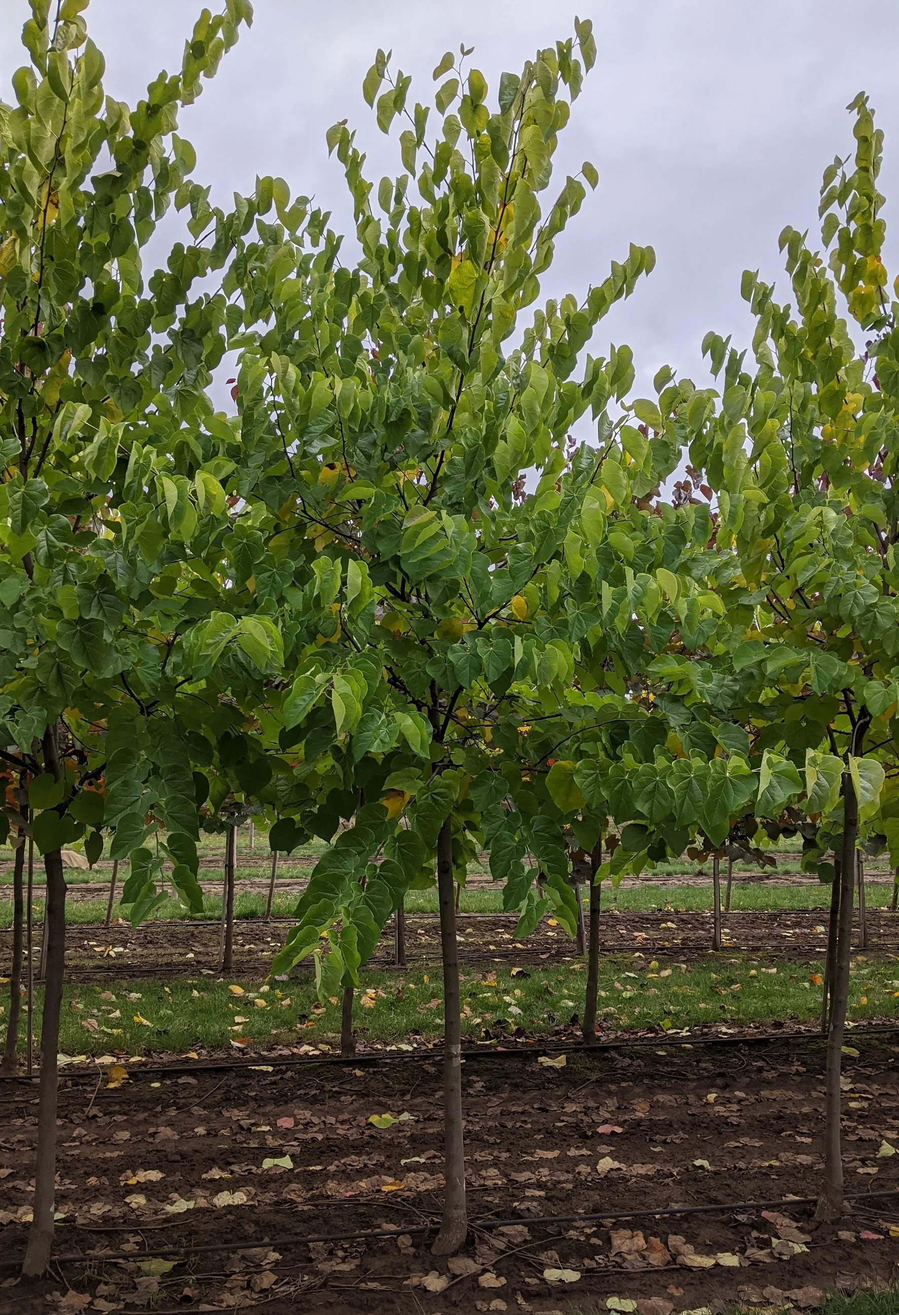Cercis canadensis 'Pink Pom Poms' | Eastern Redbud 'Pink Pom Poms ...
