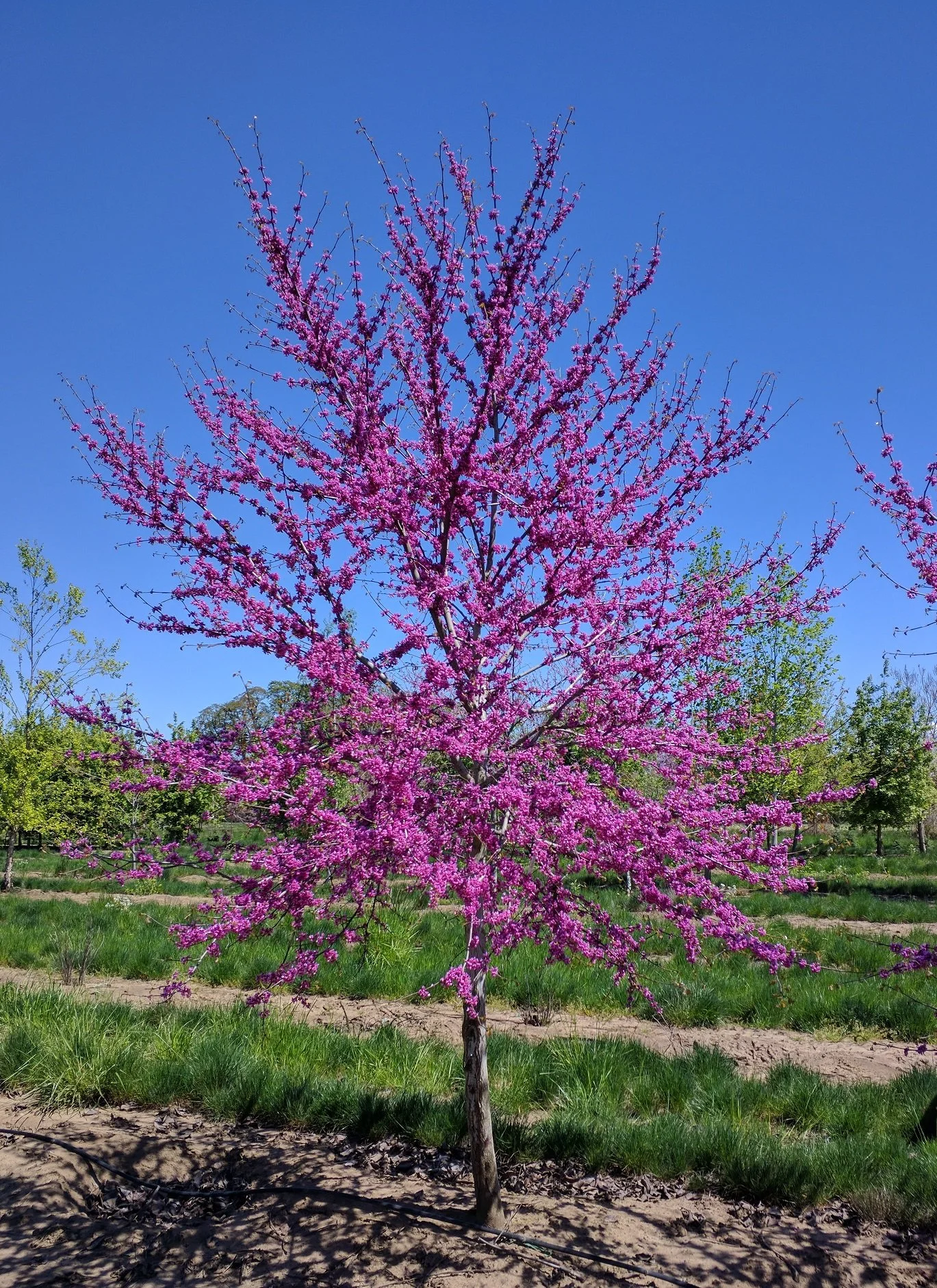 Oklahoma Redbud | Cercis texensis 'Oklahoma' — Northwest Shade Trees