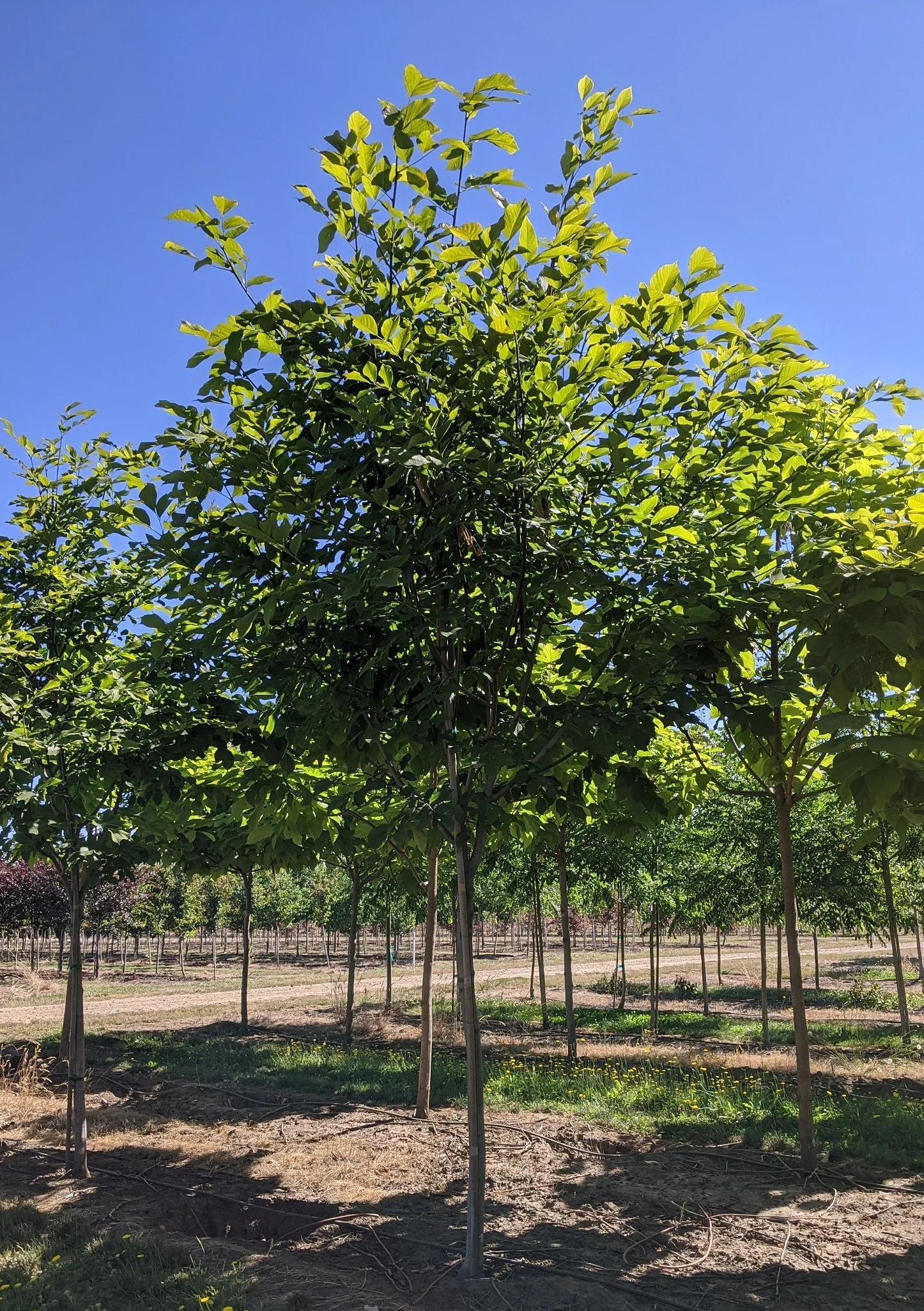 Cladrastis kentukea 'Perkins Pink' | American Yellowwood 'Perkins Pink ...