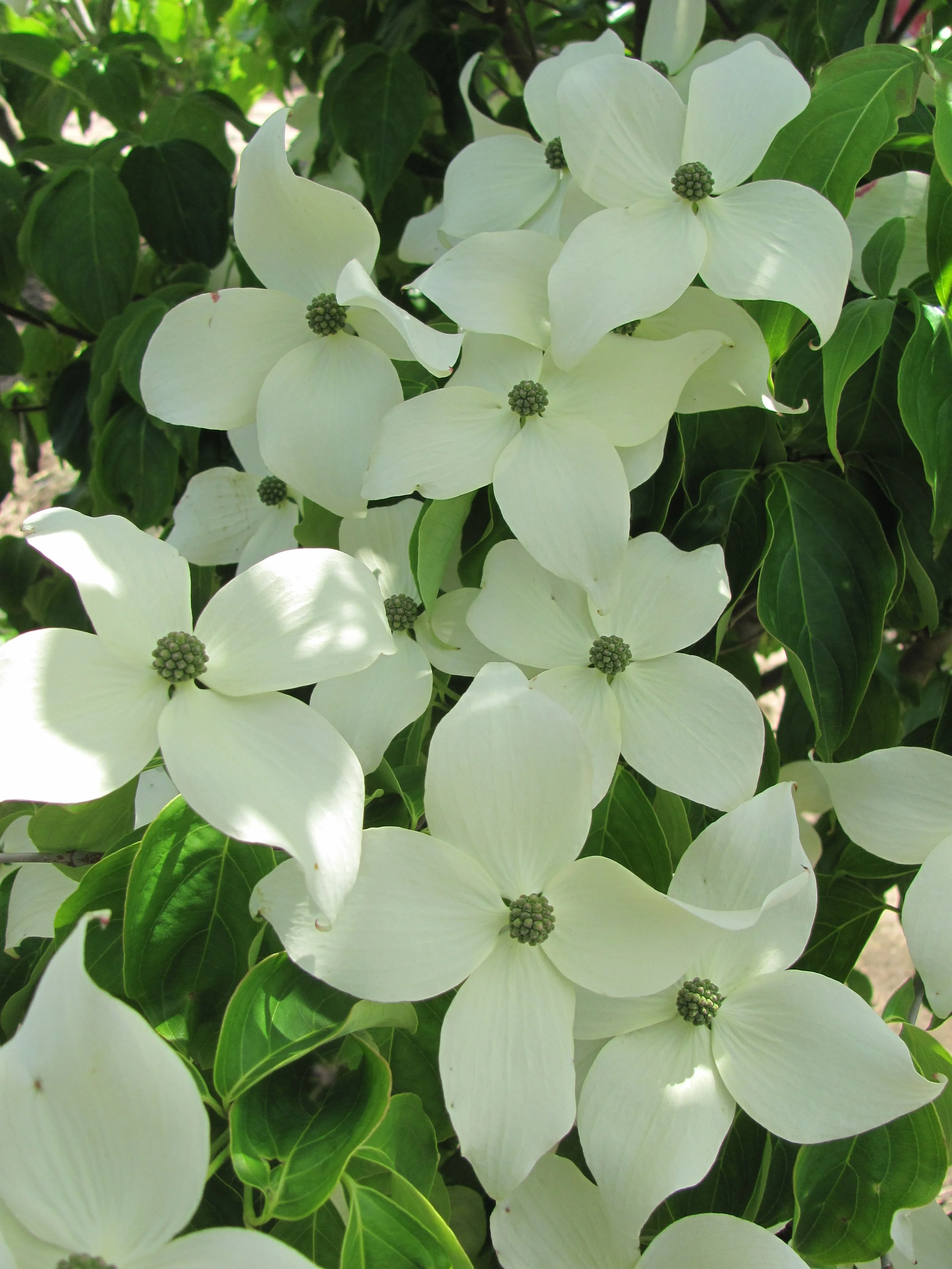 Chinese Kousa Dogwood | Cornus kousa chinensis — Northwest Shade Trees