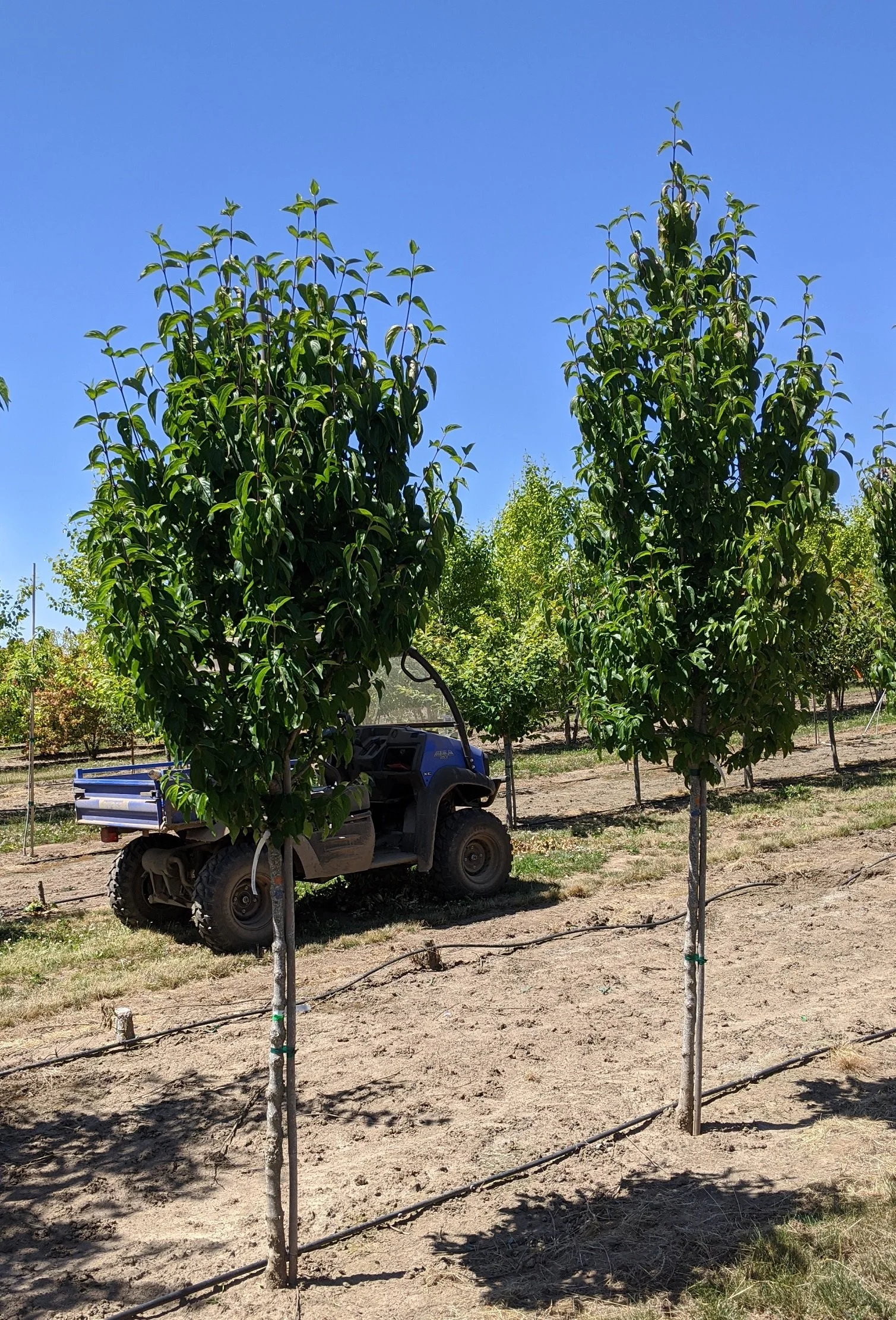 Cornus mas 'Golden Glory' | Cornelian Cherry 'Golden Glory' — Northwest ...