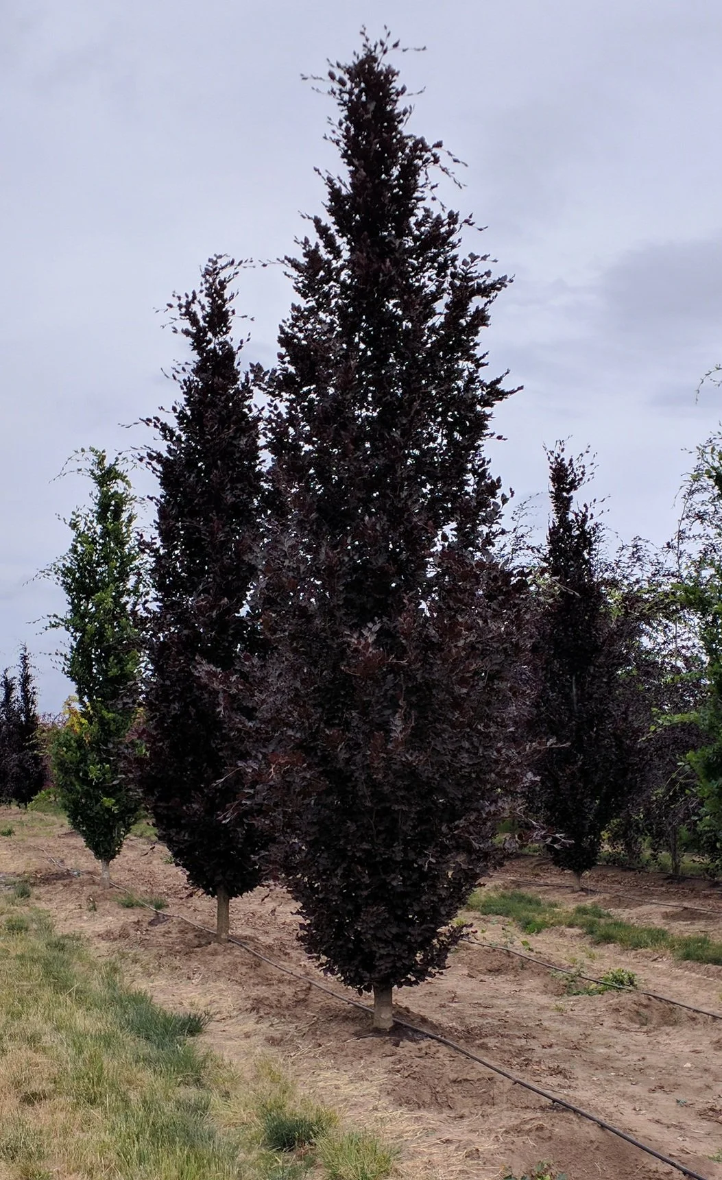 Fagus sylvatica 'Red Obelisk' | European Beech 'Red Obelisk ...