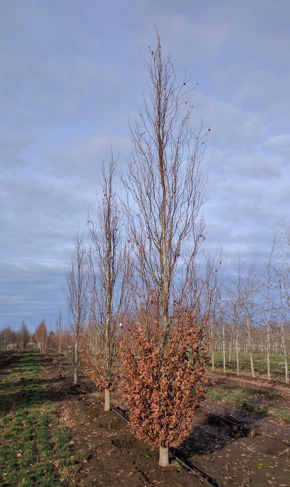 Fagus sylvatica 'Red Obelisk' | European Beech 'Red Obelisk ...