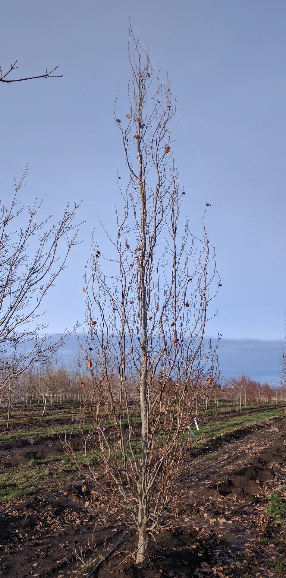Fagus sylvatica 'Dawyck Purple' | European Beech 'Dawyck Purple ...