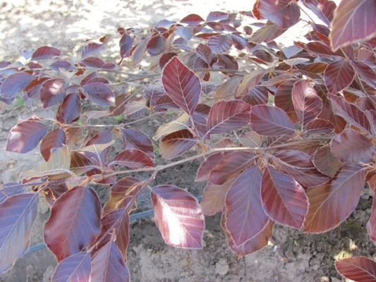 Rivers Purple Beech | Fagus sylvatica 'Riversii' — Northwest Shade Trees