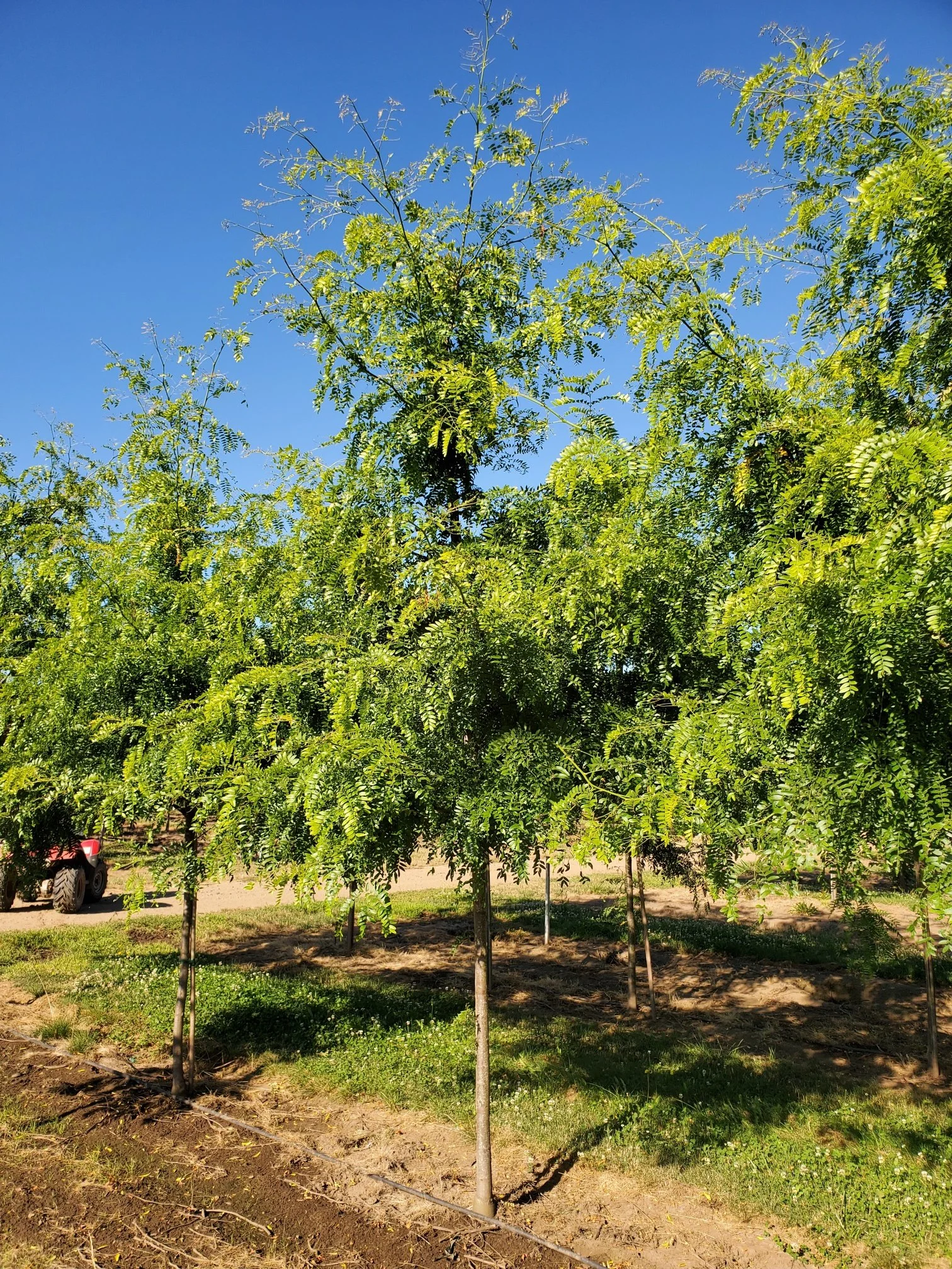 Skyline® Honeylocust | Gleditsia triacanthos 'Skycole' — Northwest ...