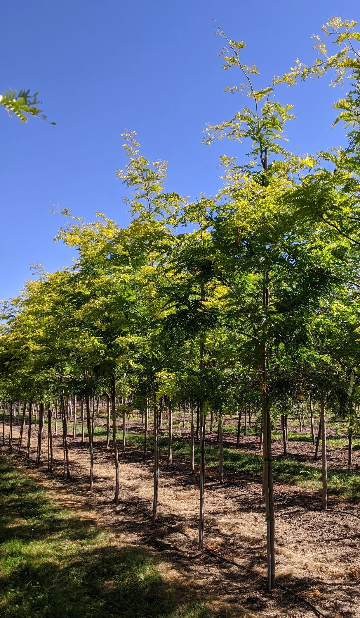 Gleditsia triacanthos Sunburst® | Honeylocust 'Suncole' — Northwest ...