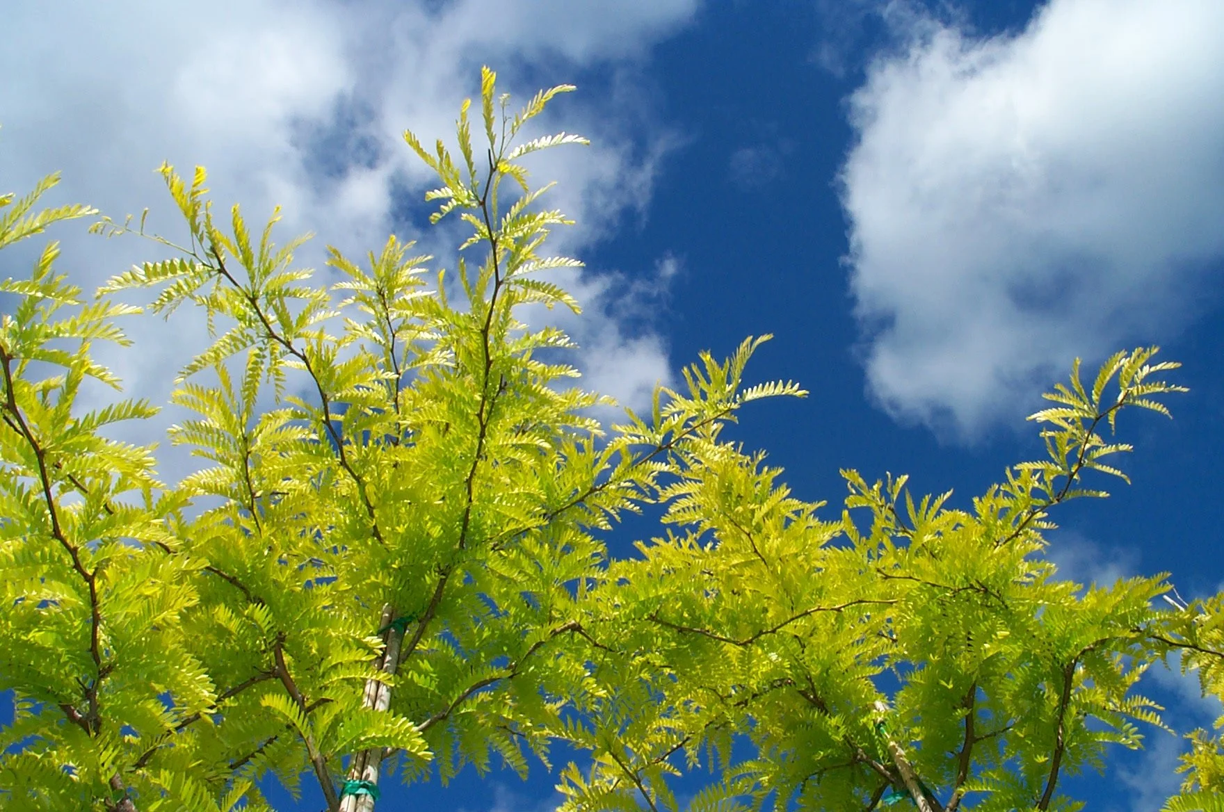 Gleditsia triacanthos Sunburst® | Honeylocust 'Suncole' — Northwest ...