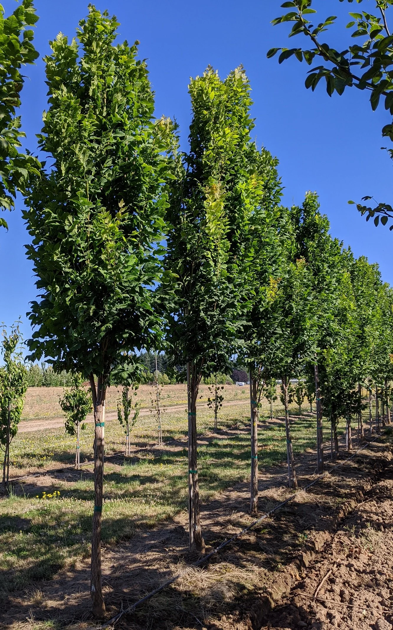 Koelreuteria paniculata 'Fastigiata' | Goldenrain Tree 'Fastigiata ...