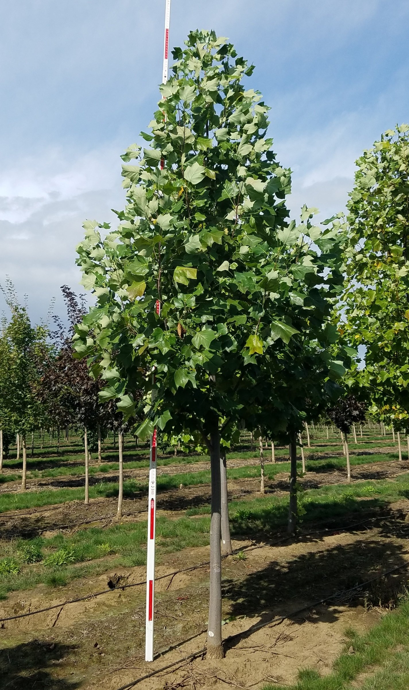 Emerald City® Tulip Tree | Liriodendron tulipifera 'JFS-Oz' — Northwest ...