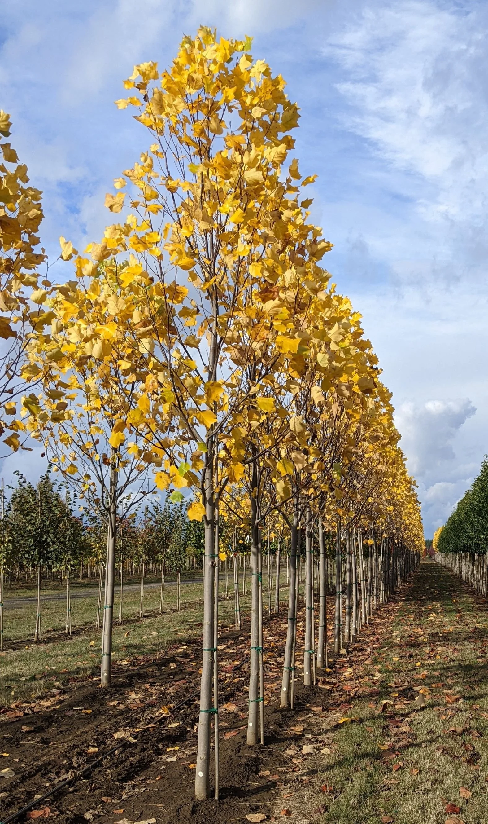 Emerald City® Tulip Tree | Liriodendron tulipifera 'JFS-Oz' — Northwest ...