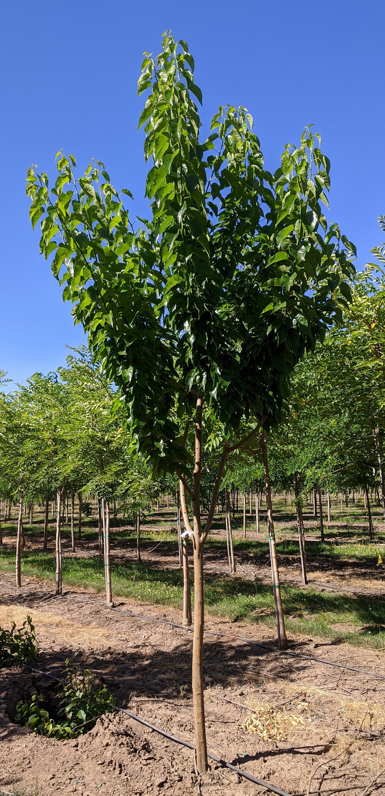 White Shield Osage Orange | Maclura pomifera 'White Shield' — Northwest ...