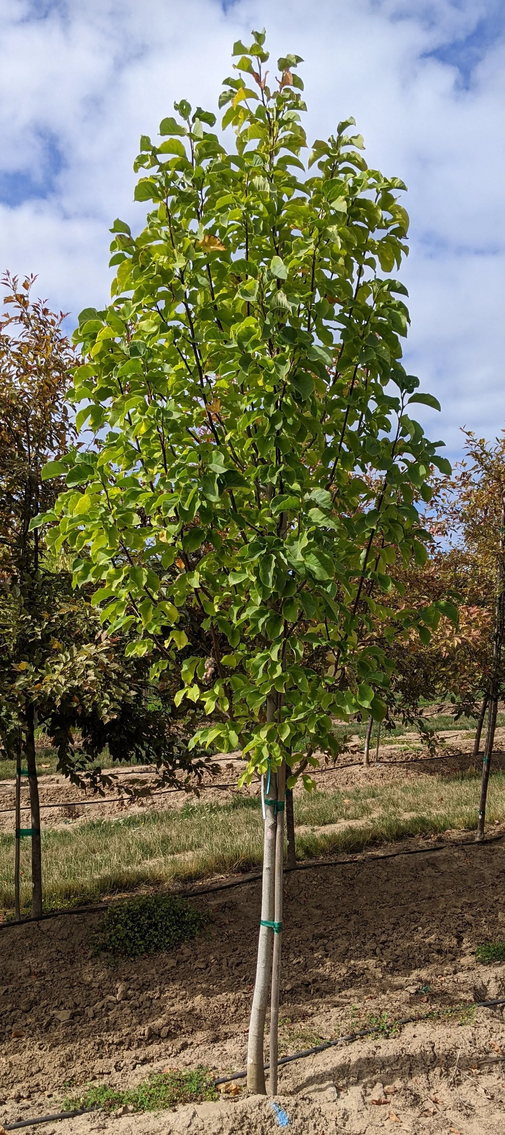 Galaxy Magnolia | Magnolia 'Galaxy' — Northwest Shade Trees