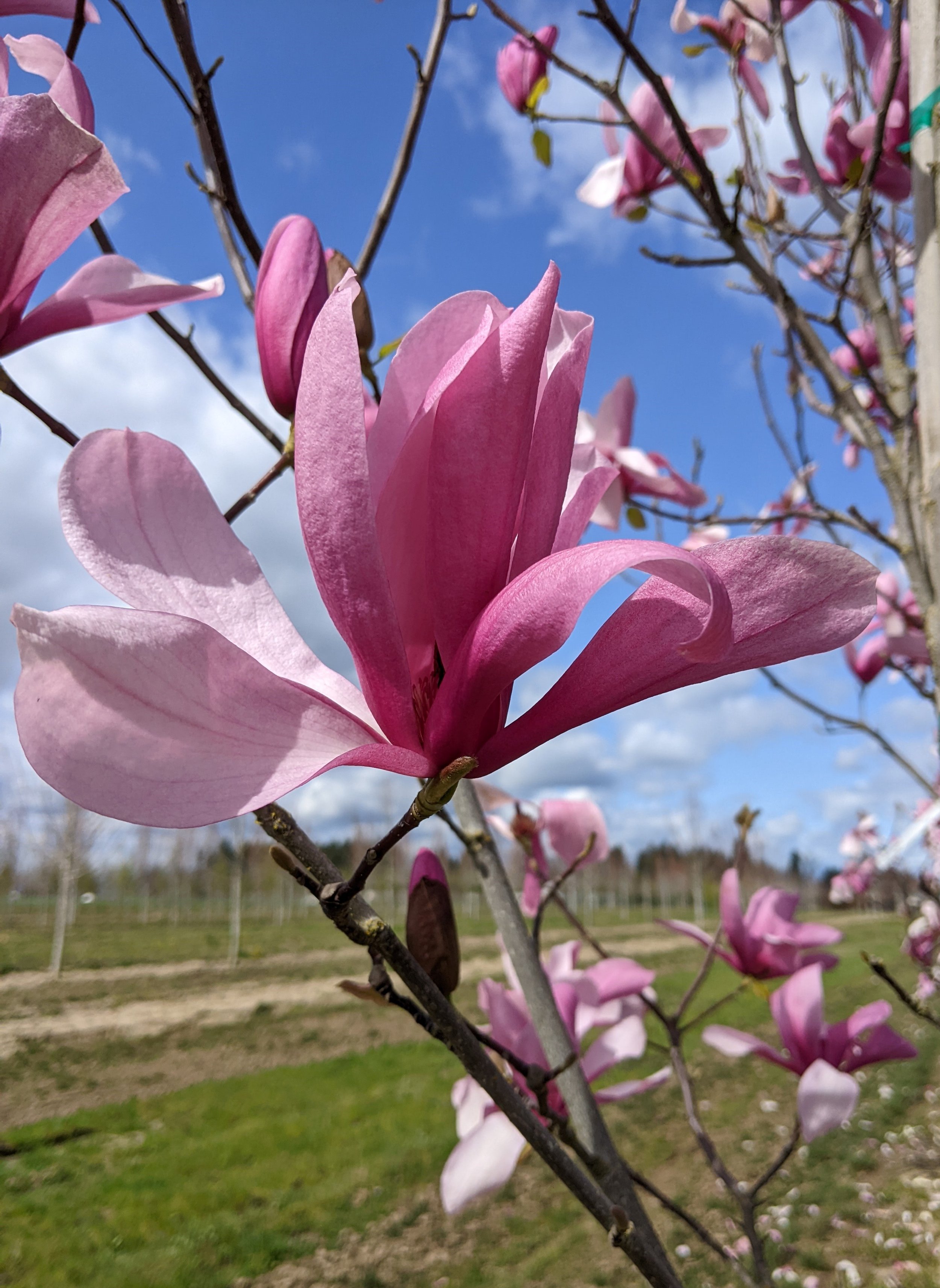 Magnolia 'Galaxy' | Magnolia 'Galaxy' — Northwest Shade Trees