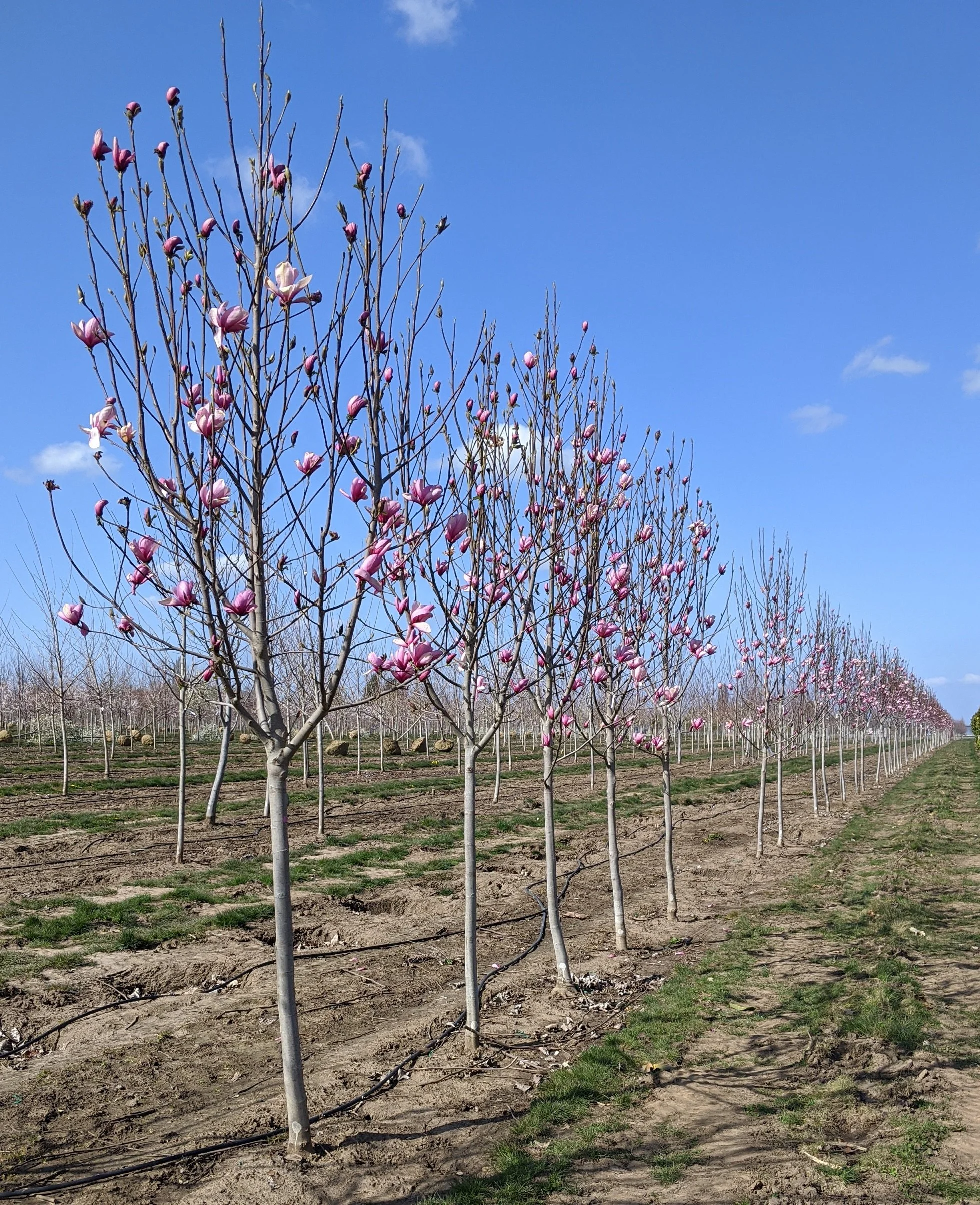 Galaxy Magnolia | Magnolia 'Galaxy' — Northwest Shade Trees