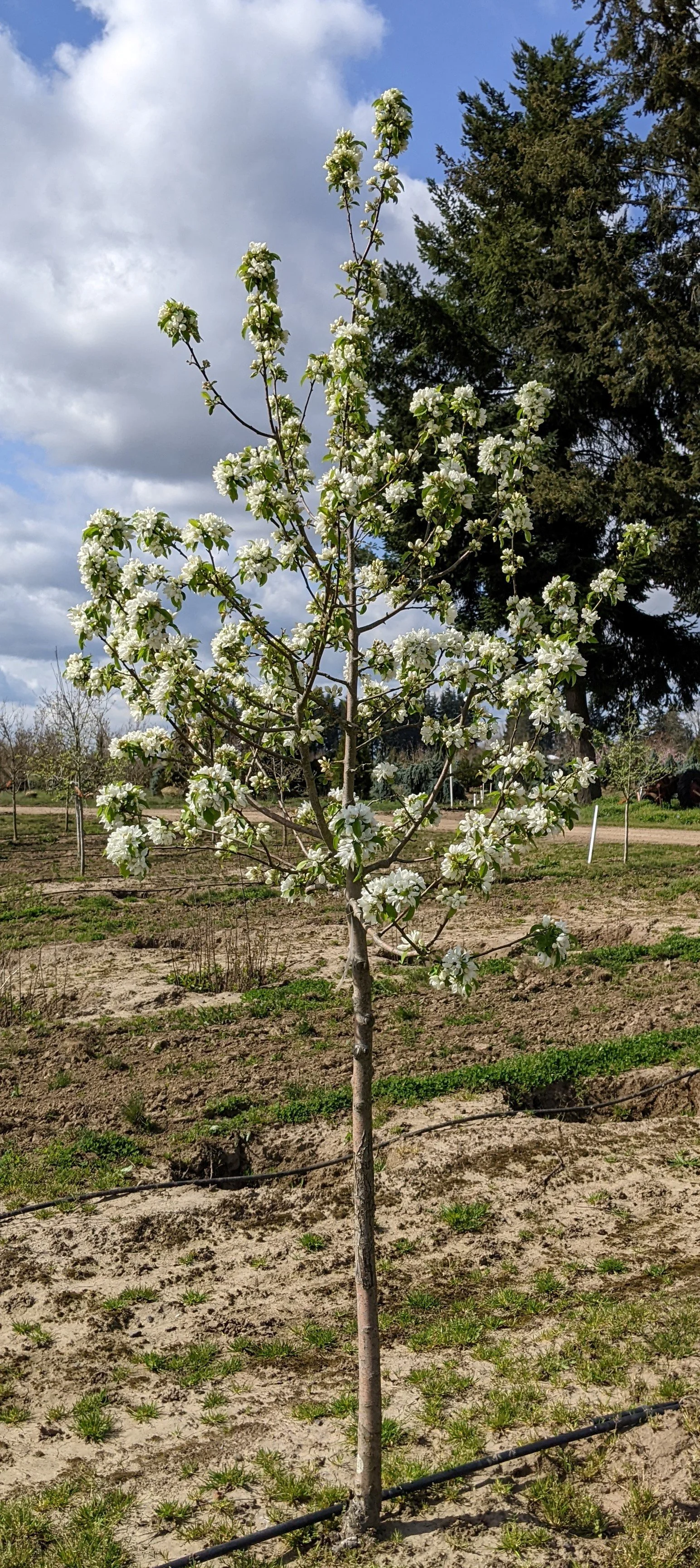 Malus 'Spring Snow' | Crabapple 'Spring Snow' — Northwest Shade Trees