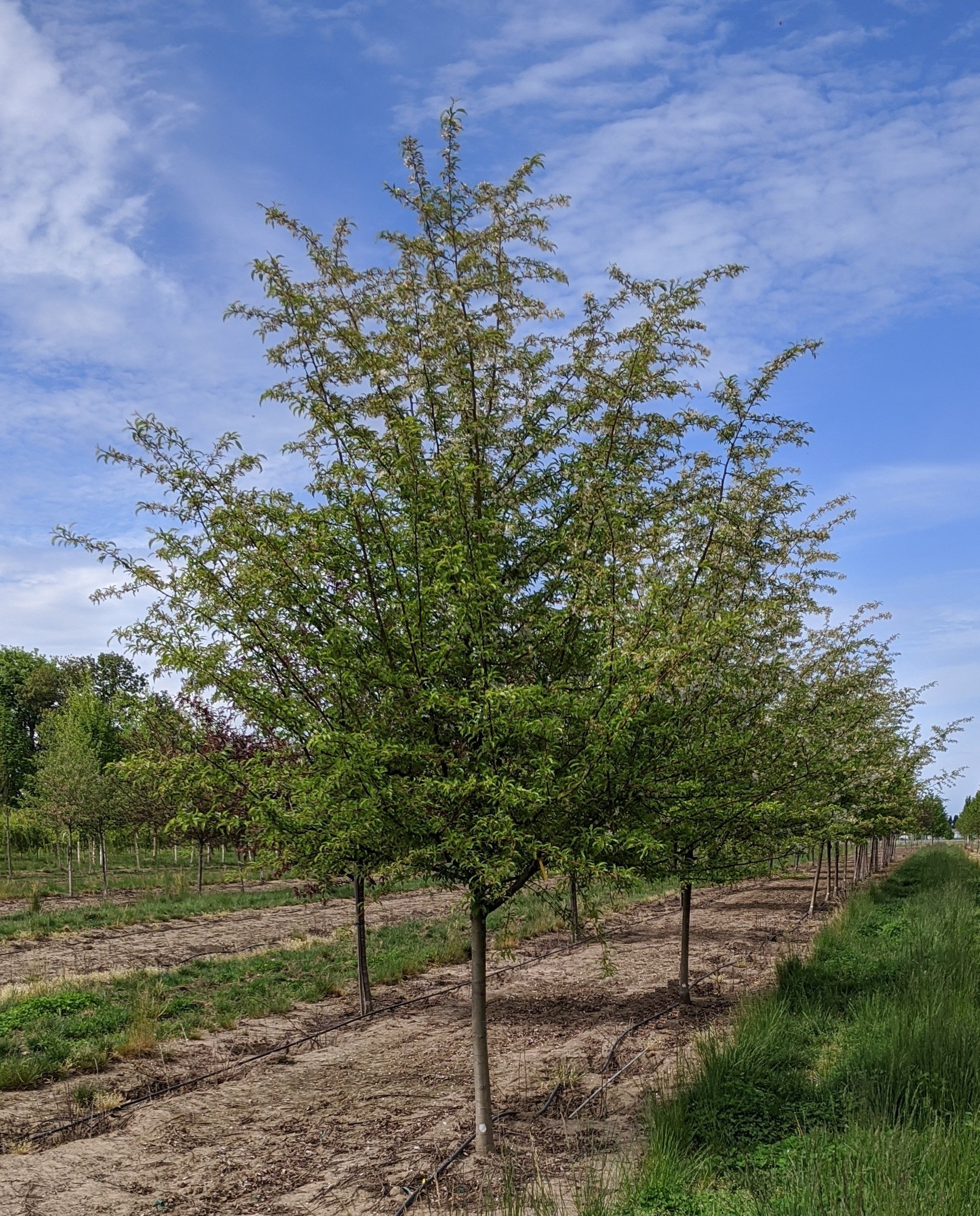 Golden Raindrops® Crabapple | Malus 'Schmidtcutleaf' — Northwest Shade ...